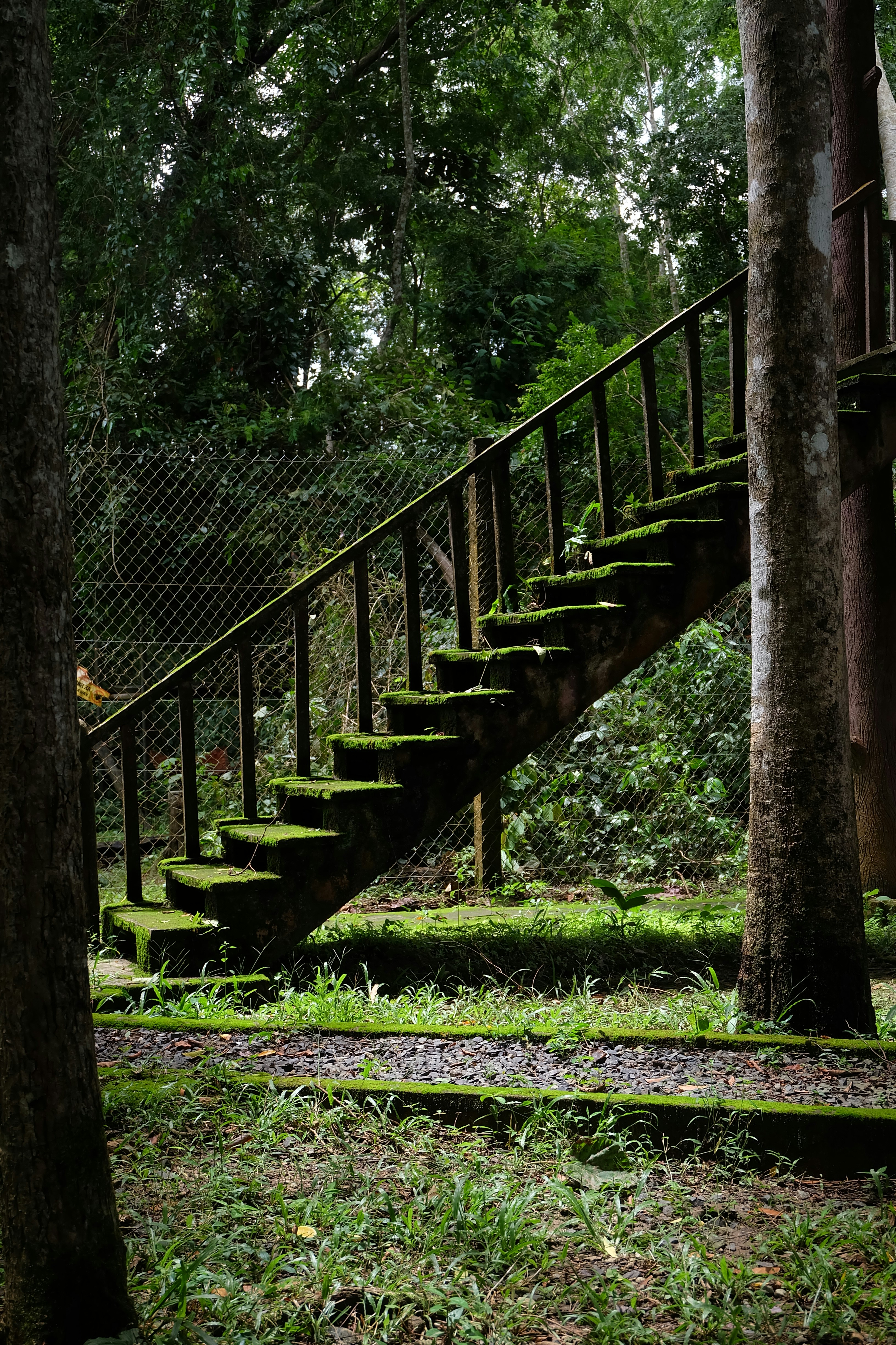 Emerald Steps to Nature's Embrace
