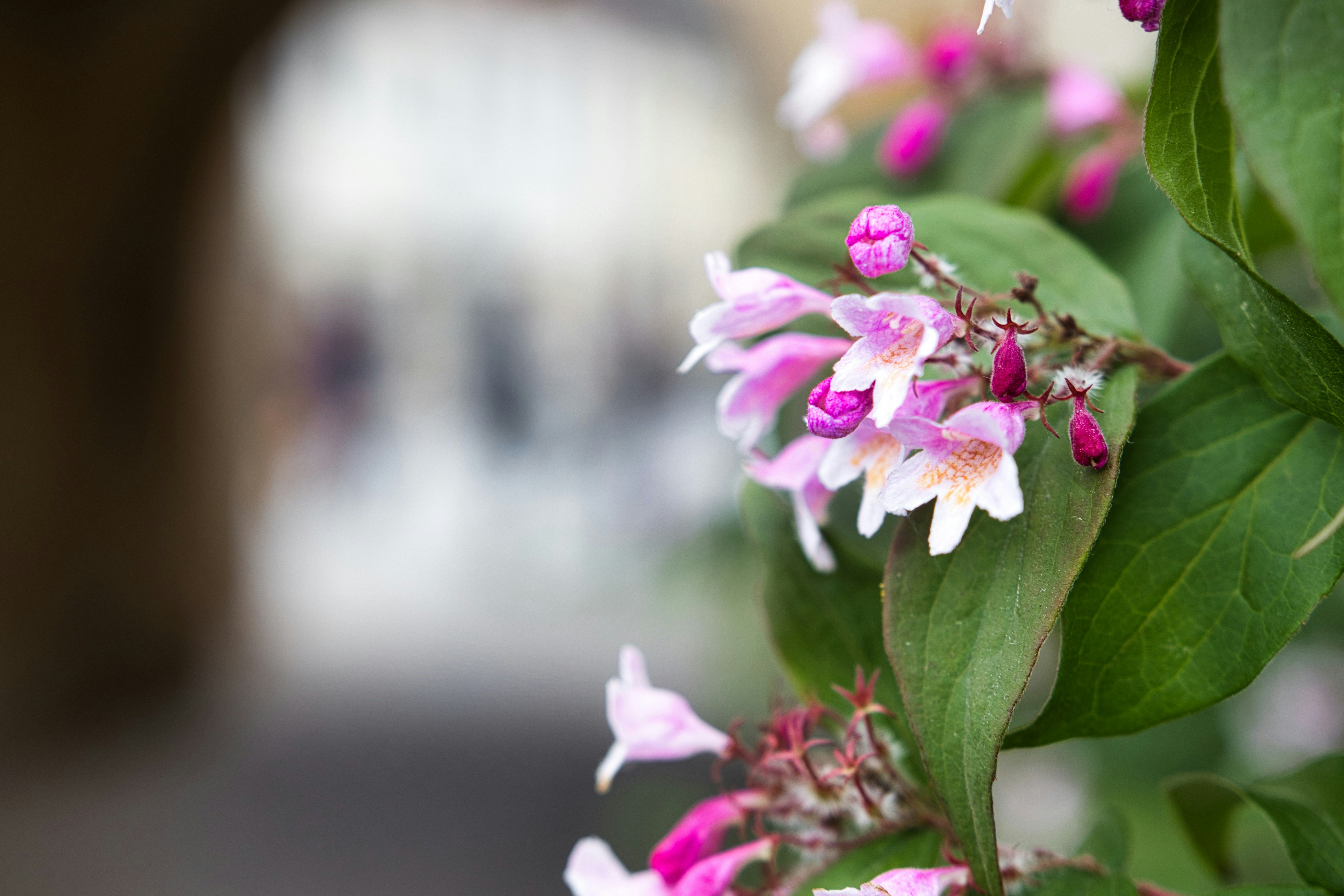 Whispers of Spring: A Floral Encounter