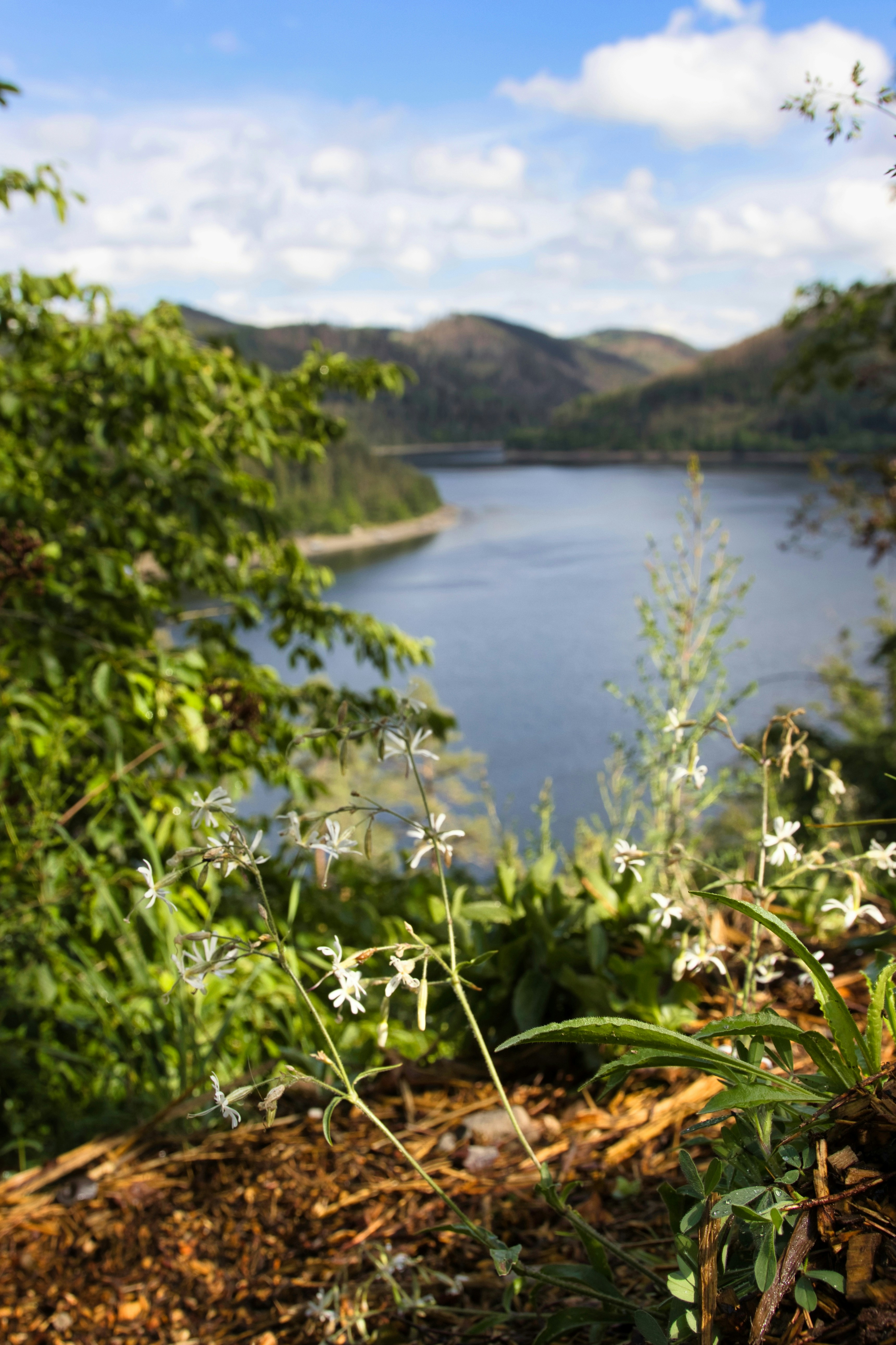 White-Flowered Edge Framing a Quiet Lake Amid Hills