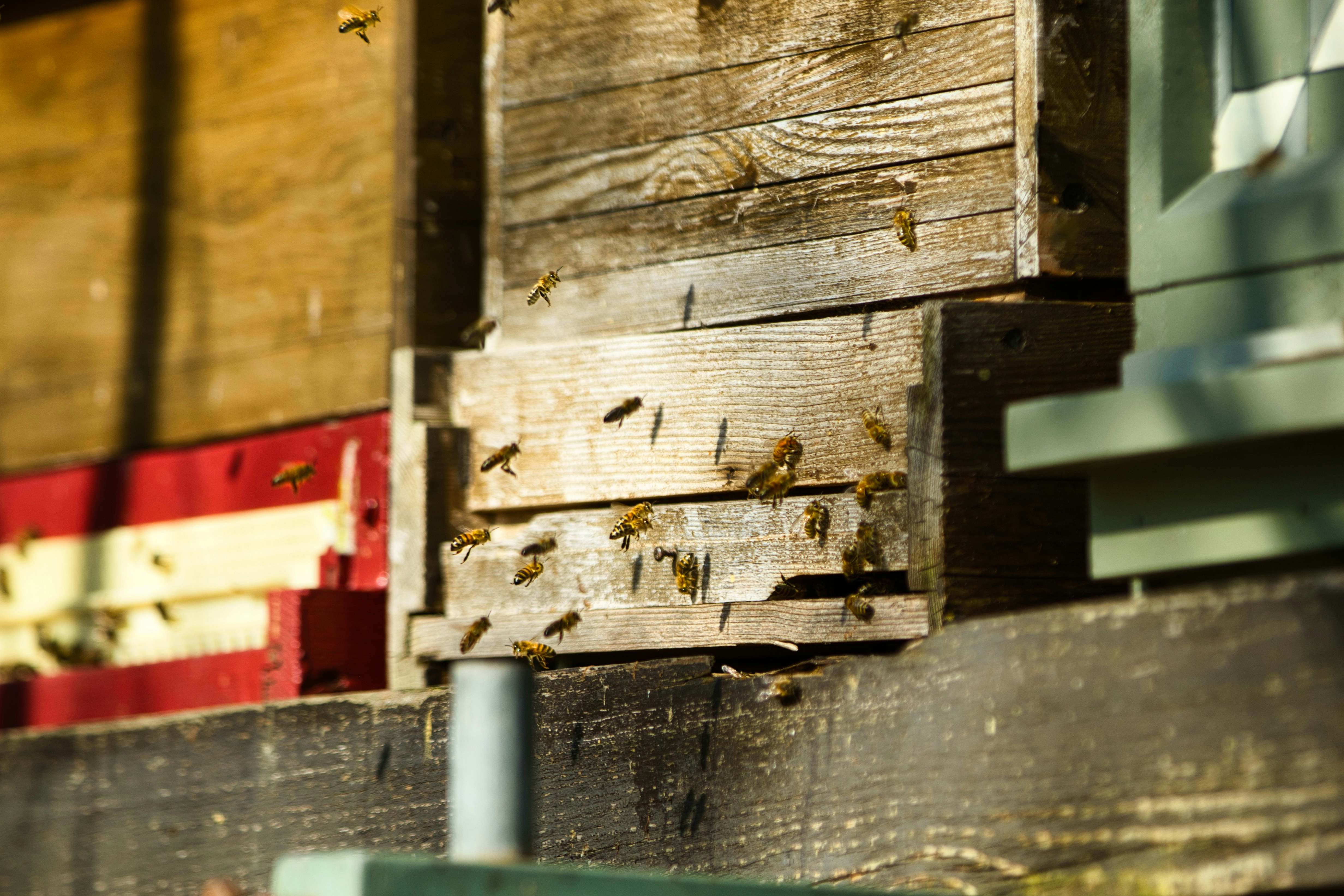 Honeybees actively entering and exiting a wooden hive against a rustic backdrop. The scene captures the vibrant life and energy of the hive.