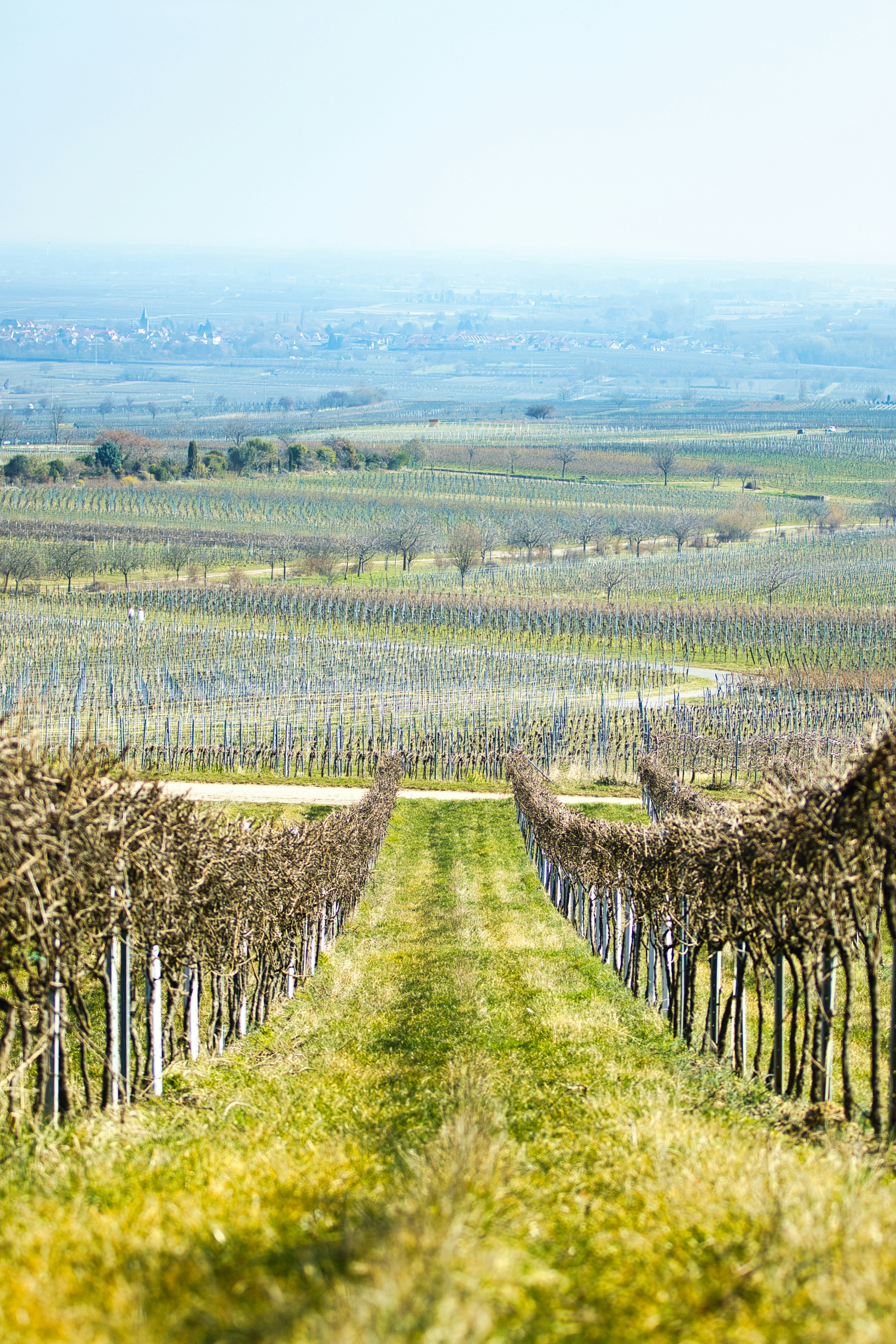 Rows of dormant grapevines stretch across a rolling landscape.