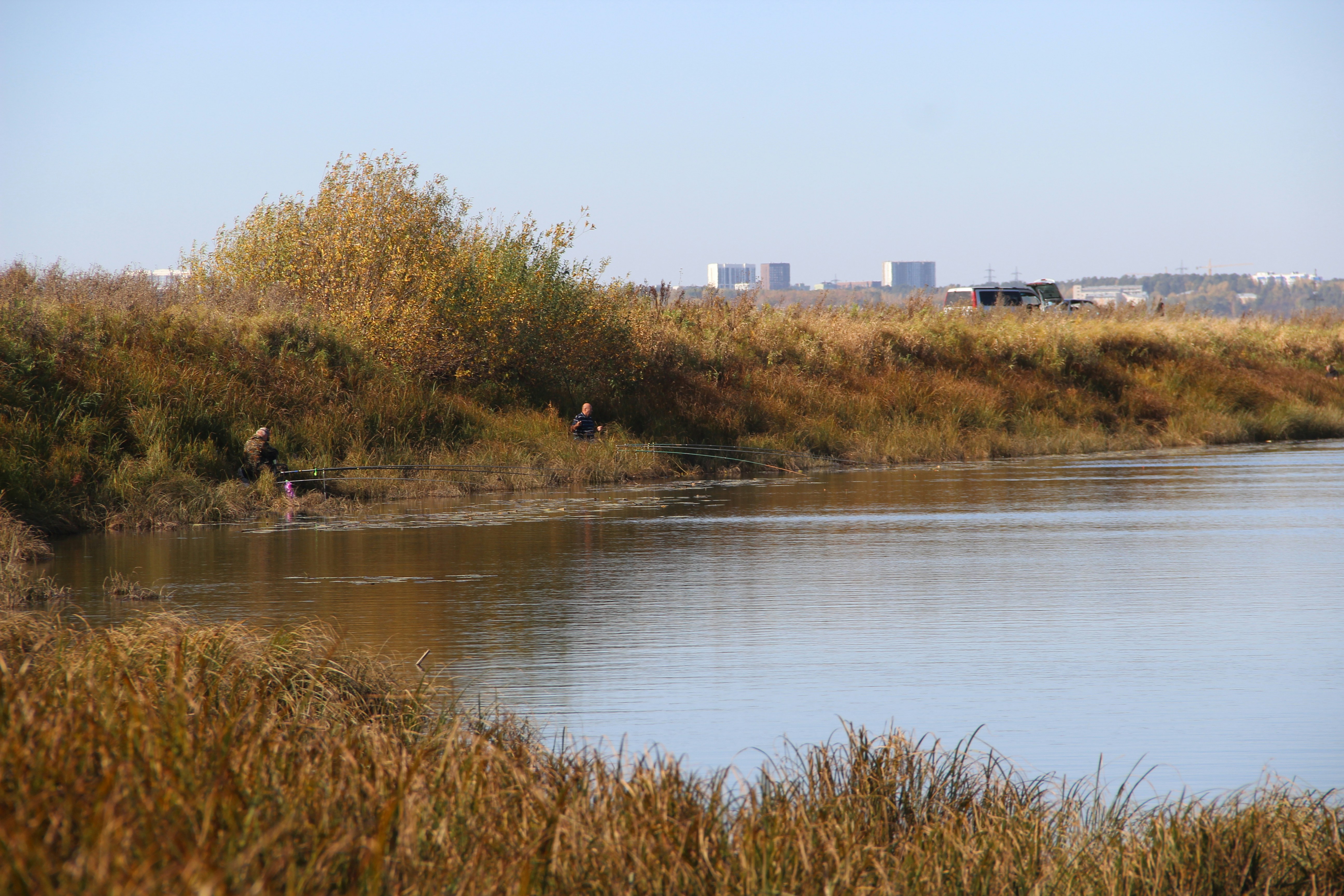 Autumnal reeds line a calm body of water.