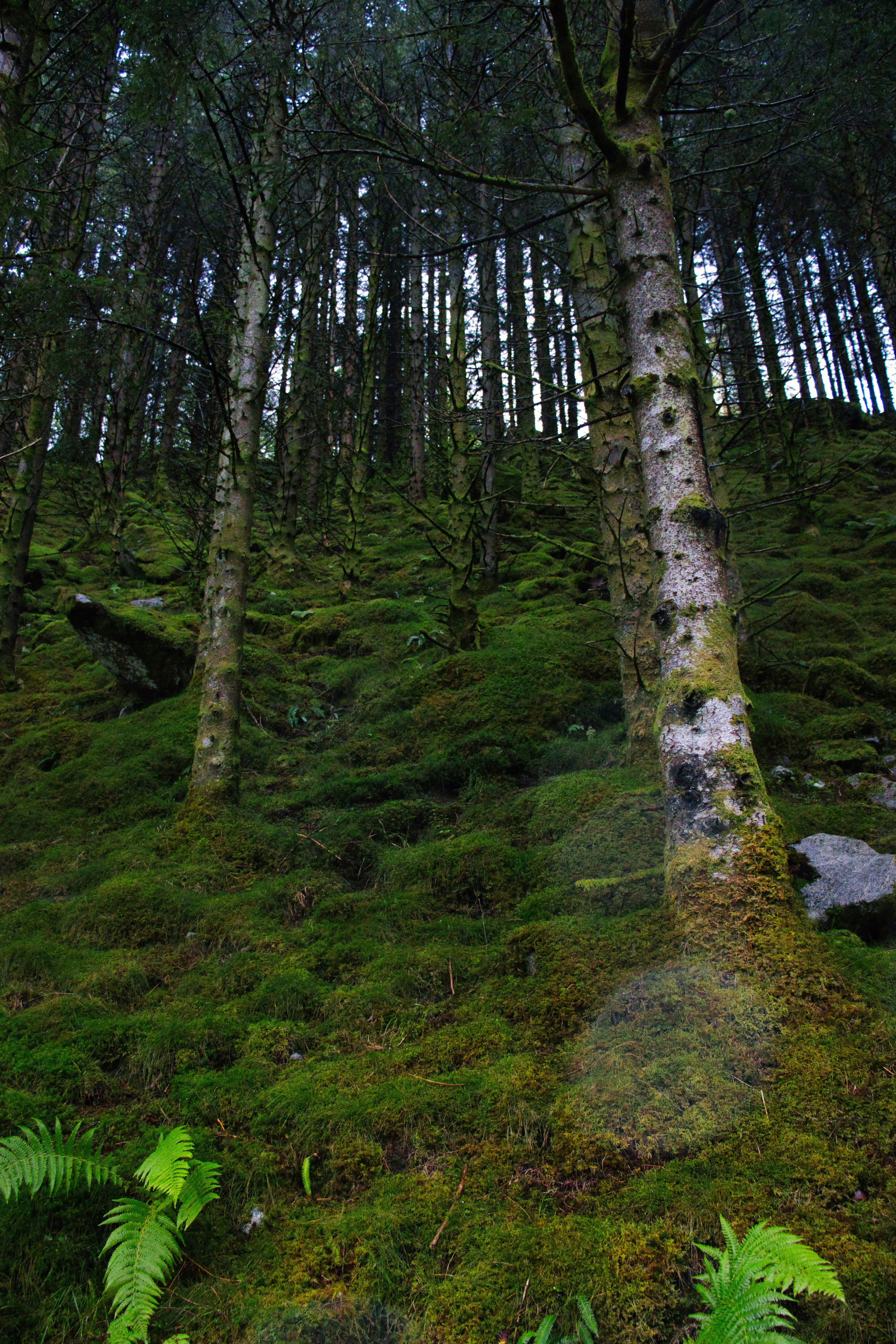 Whispers of the Woodland Floor
