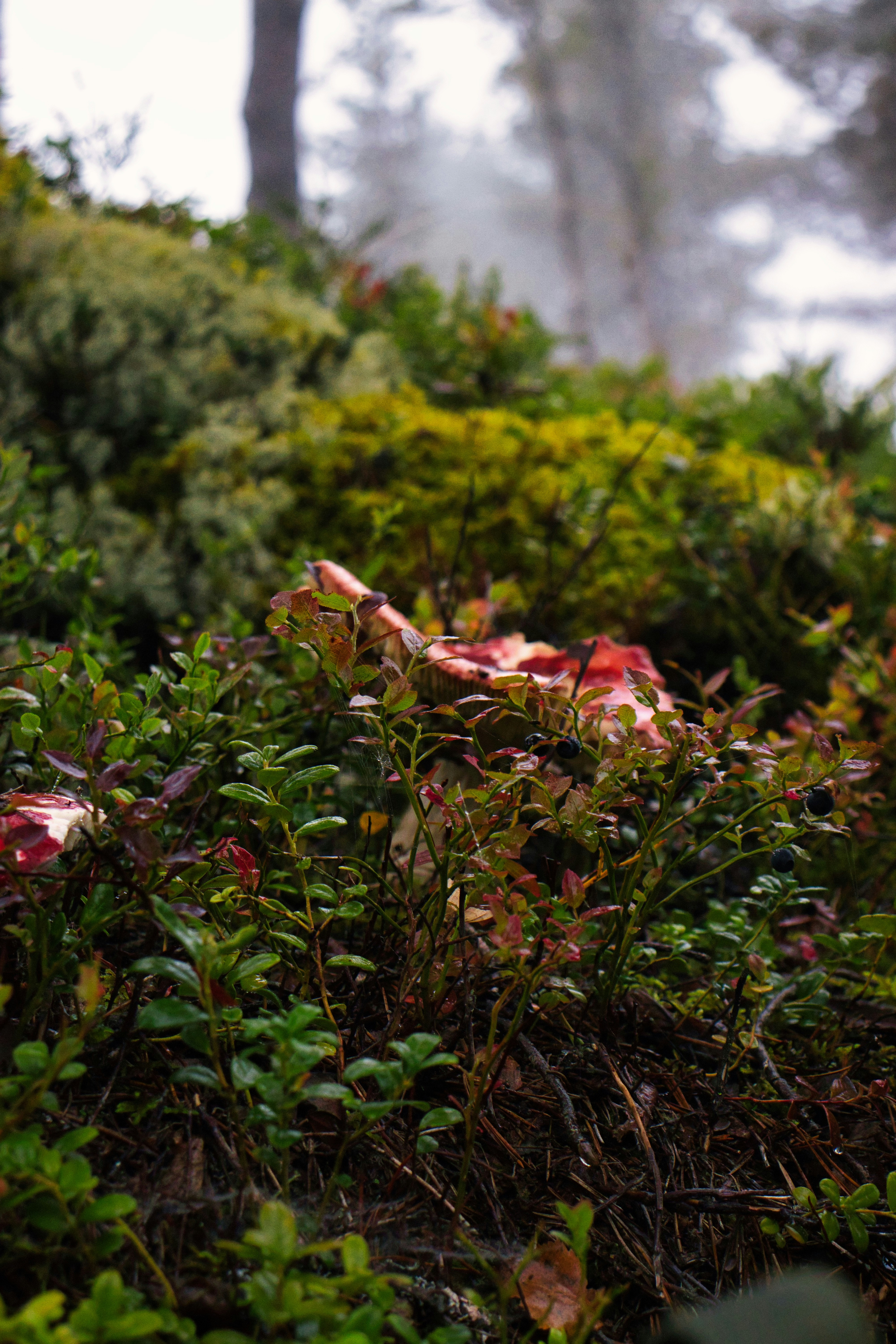 Mushrooms growing in lush green forest foliage.