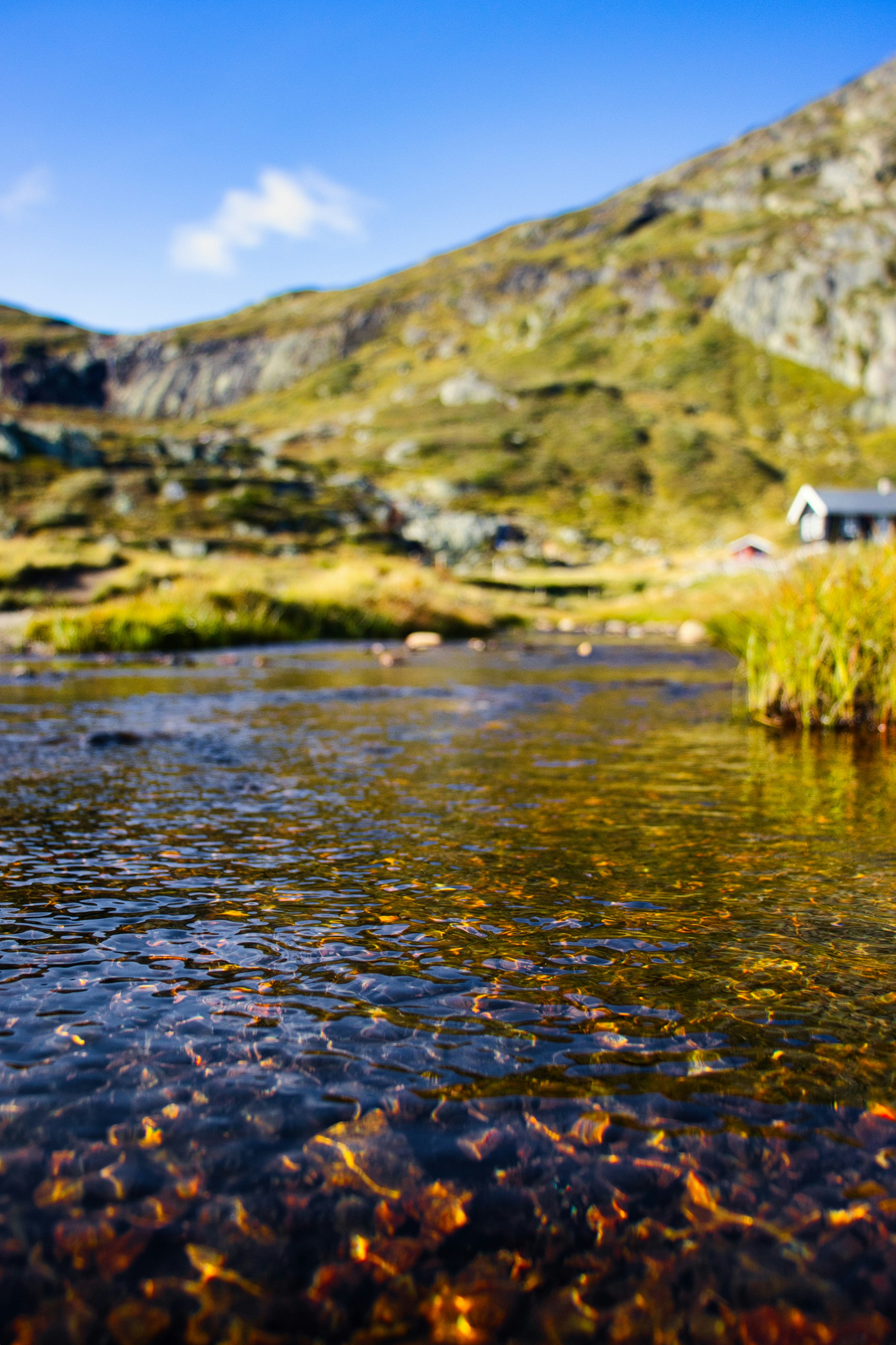 Whispers of the Stream: Nature's Serenity