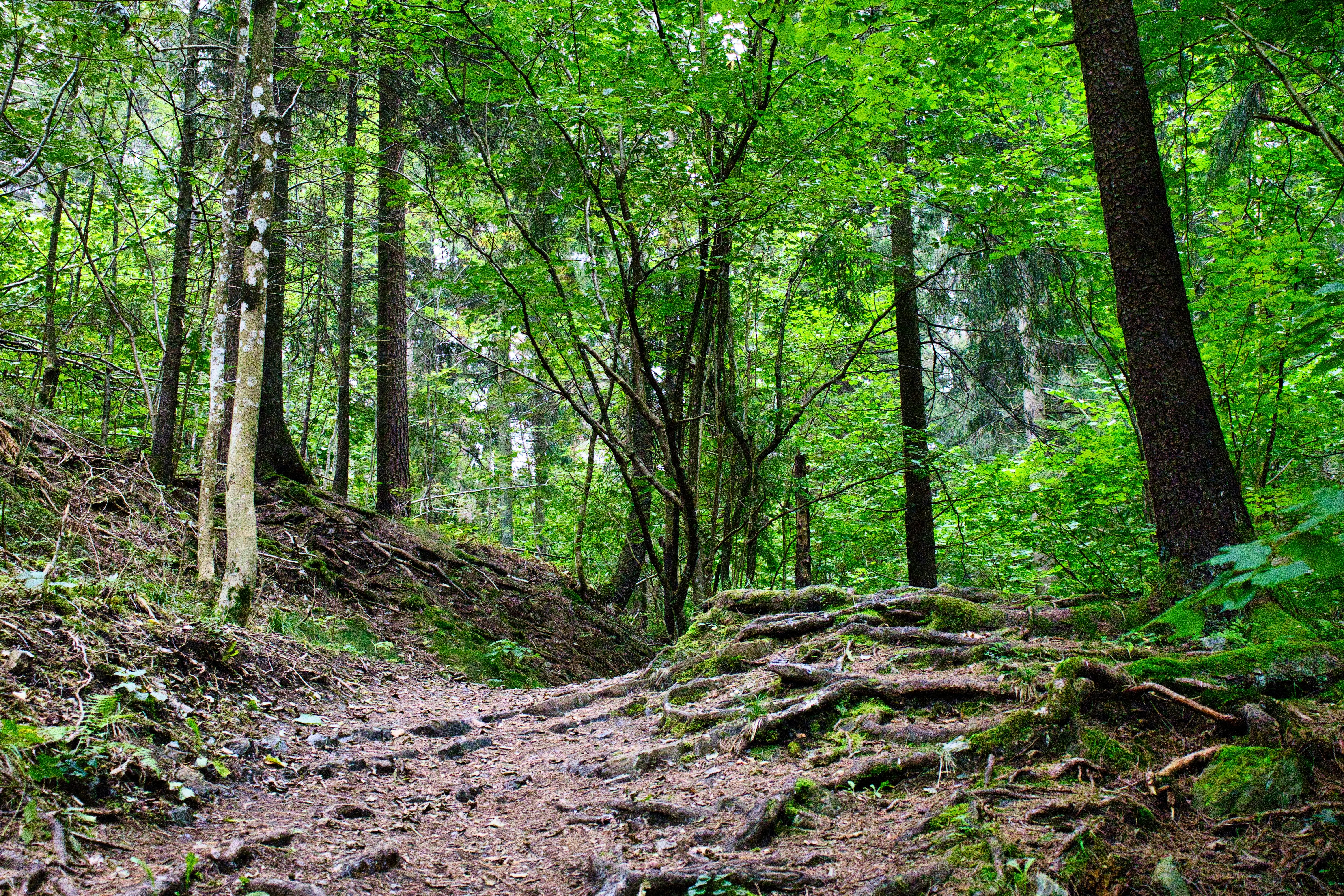 A dirt path winds through a lush green forest.