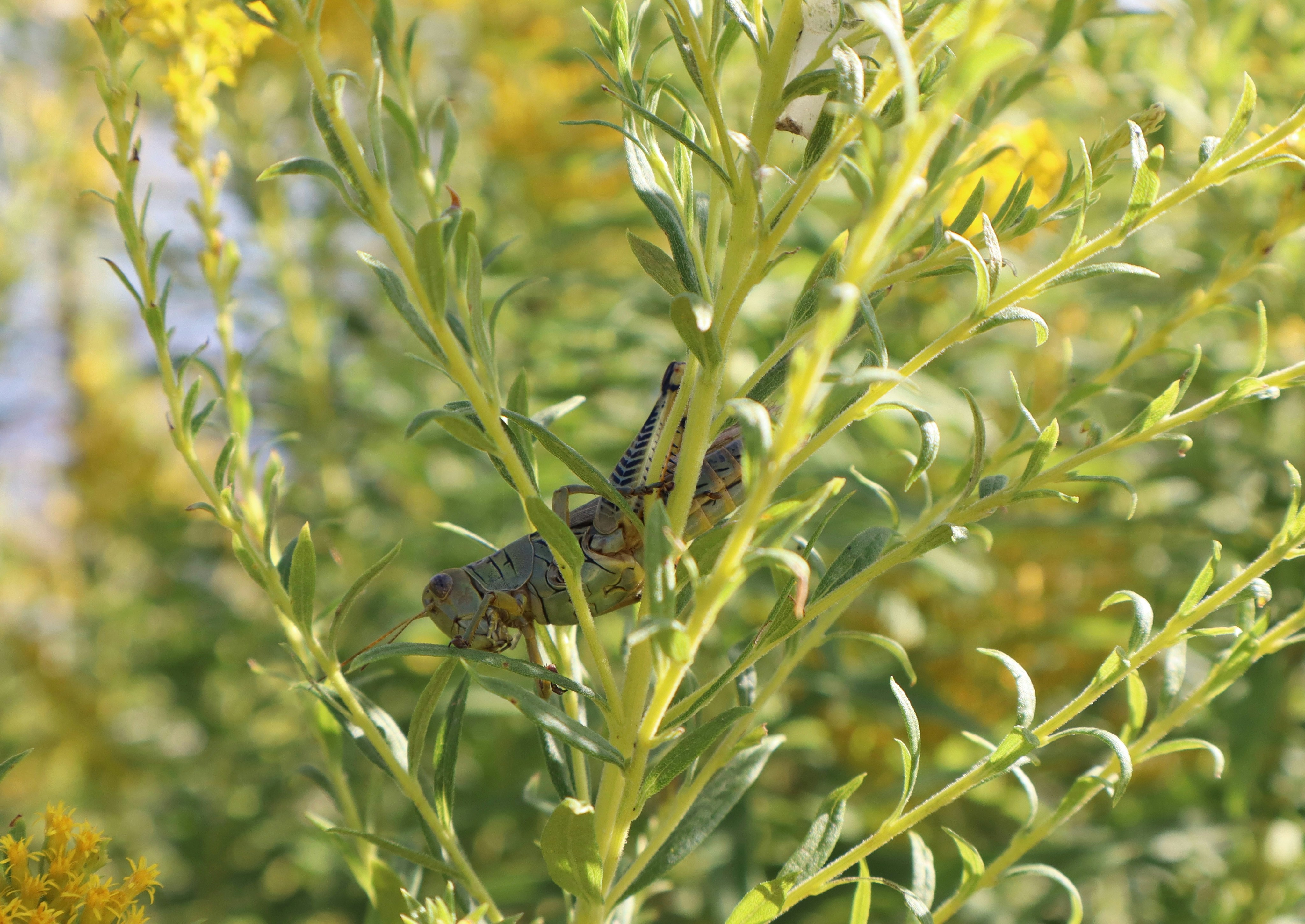Nature's Hidden Gem: The Grasshopper Amongst the Greenery