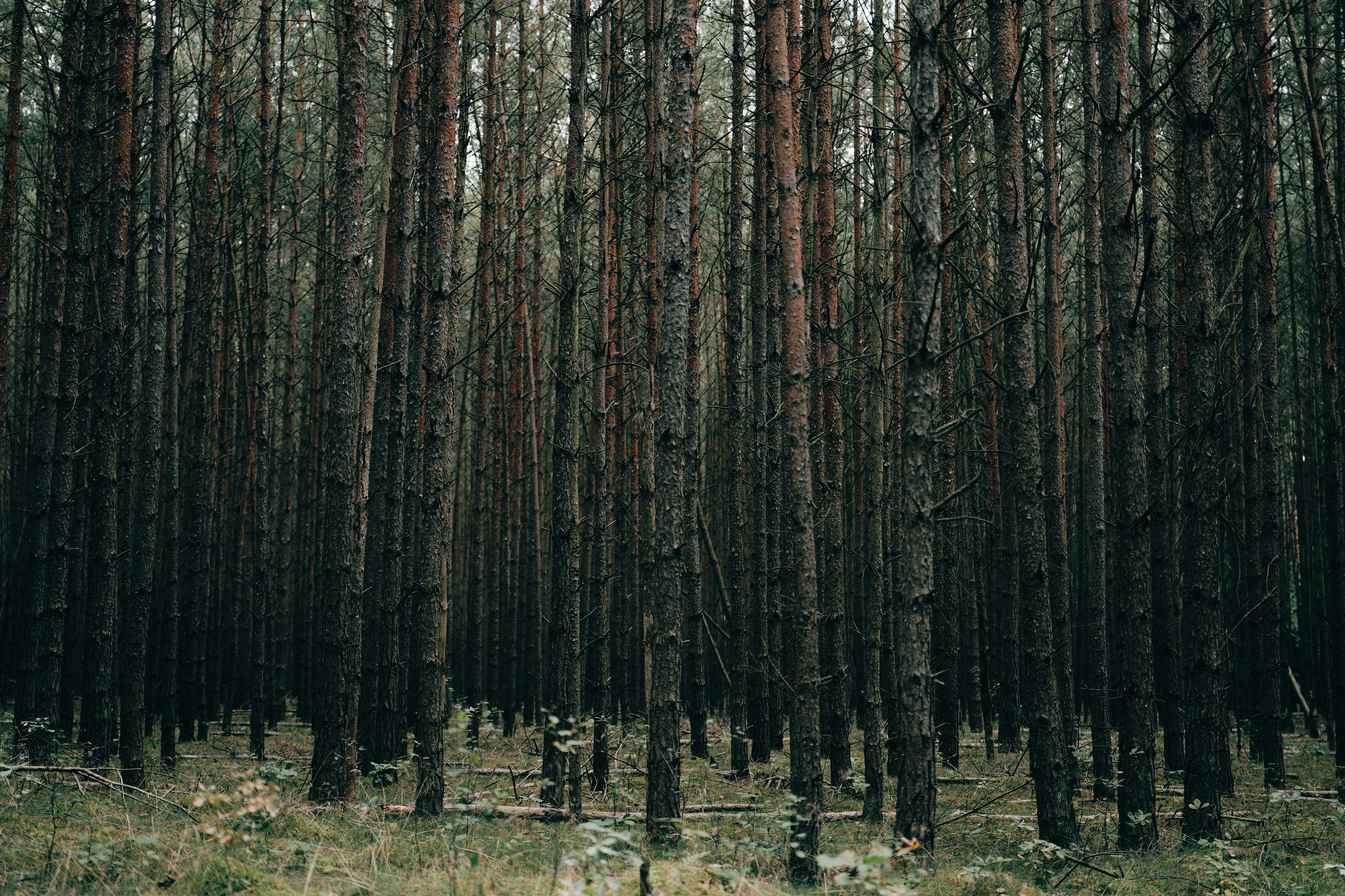 Dense forest with tall, thin pine trees.