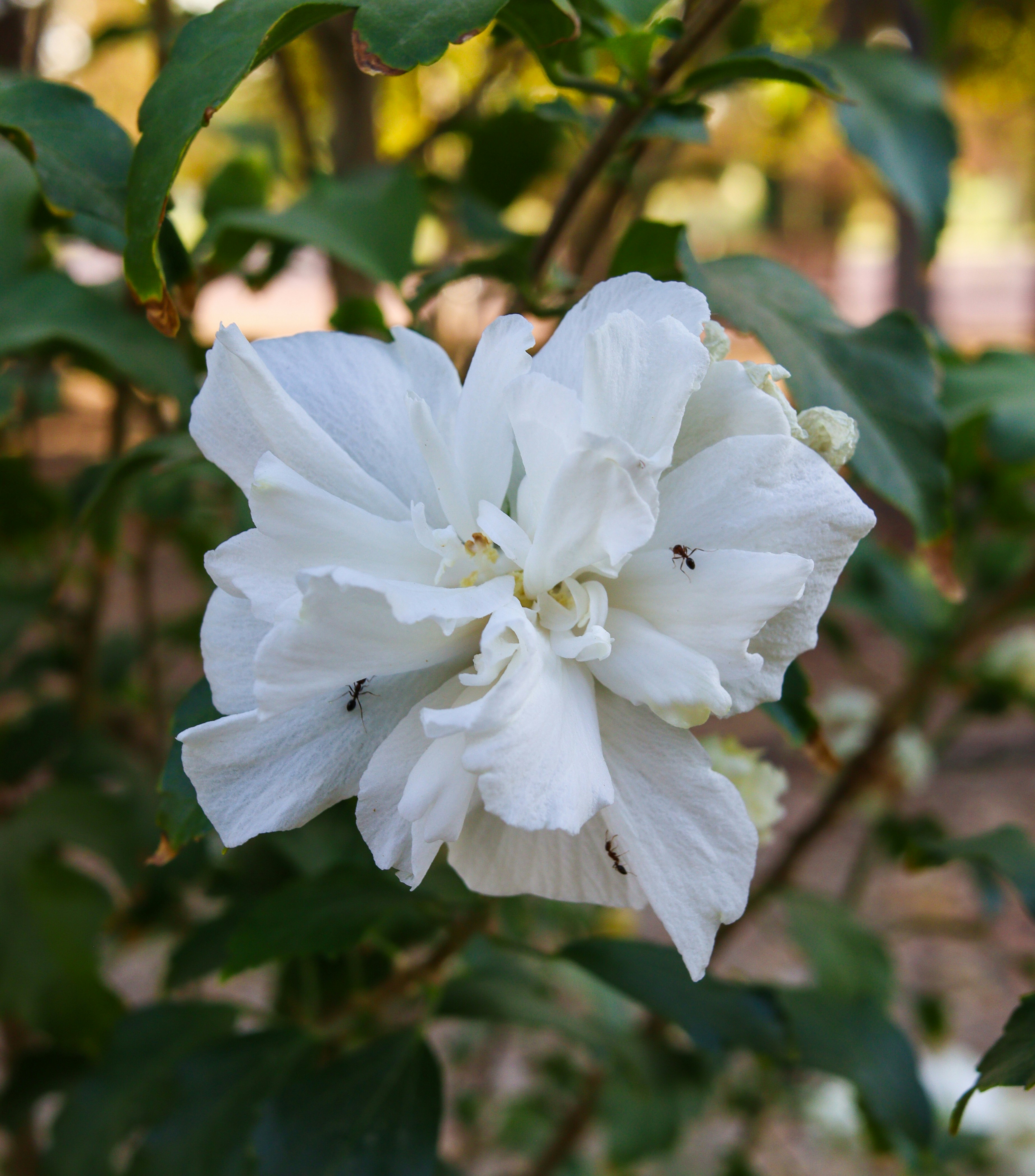 A white double hibiscus flower with ants on petals.