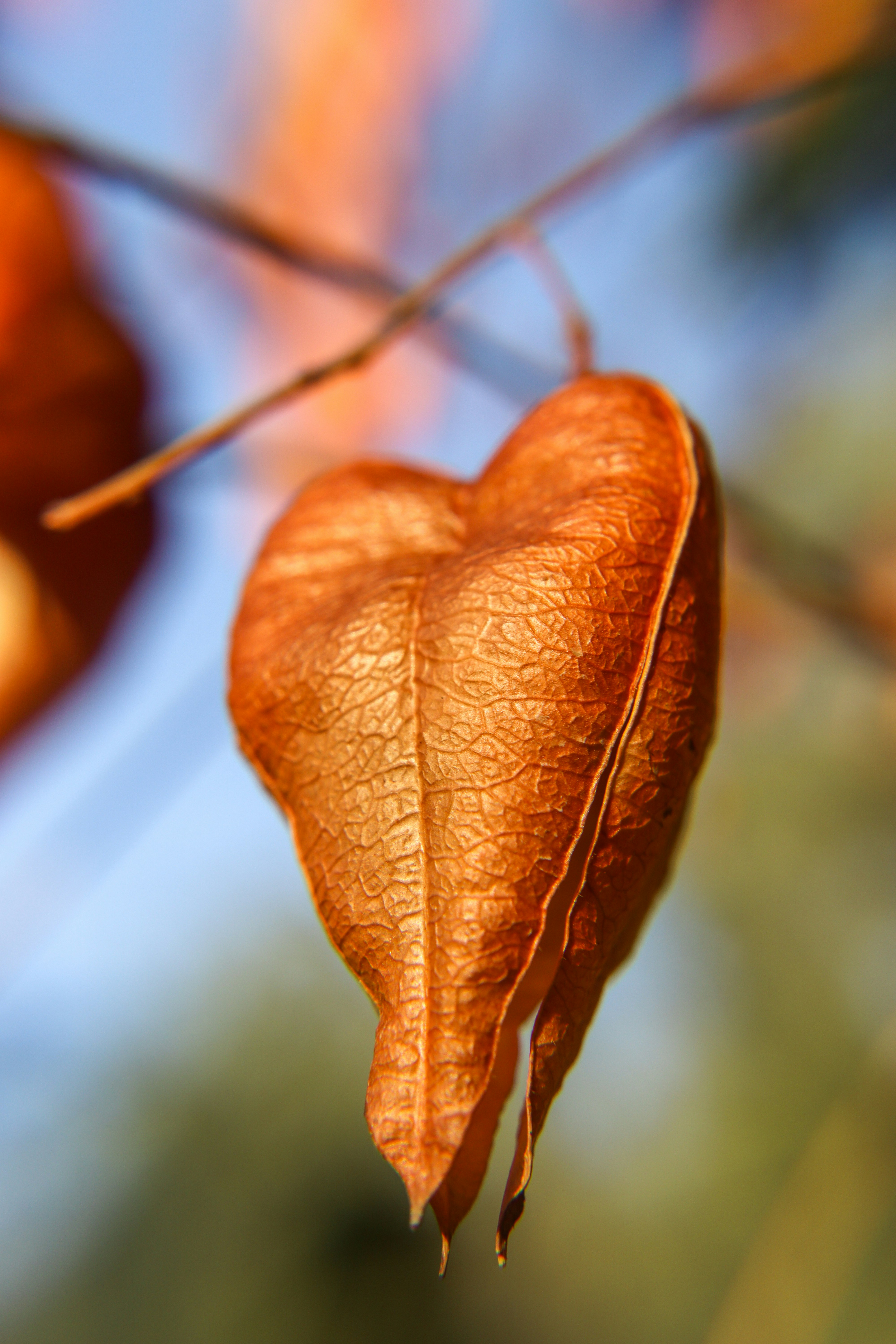Whispers of Autumn: The Heart of Nature