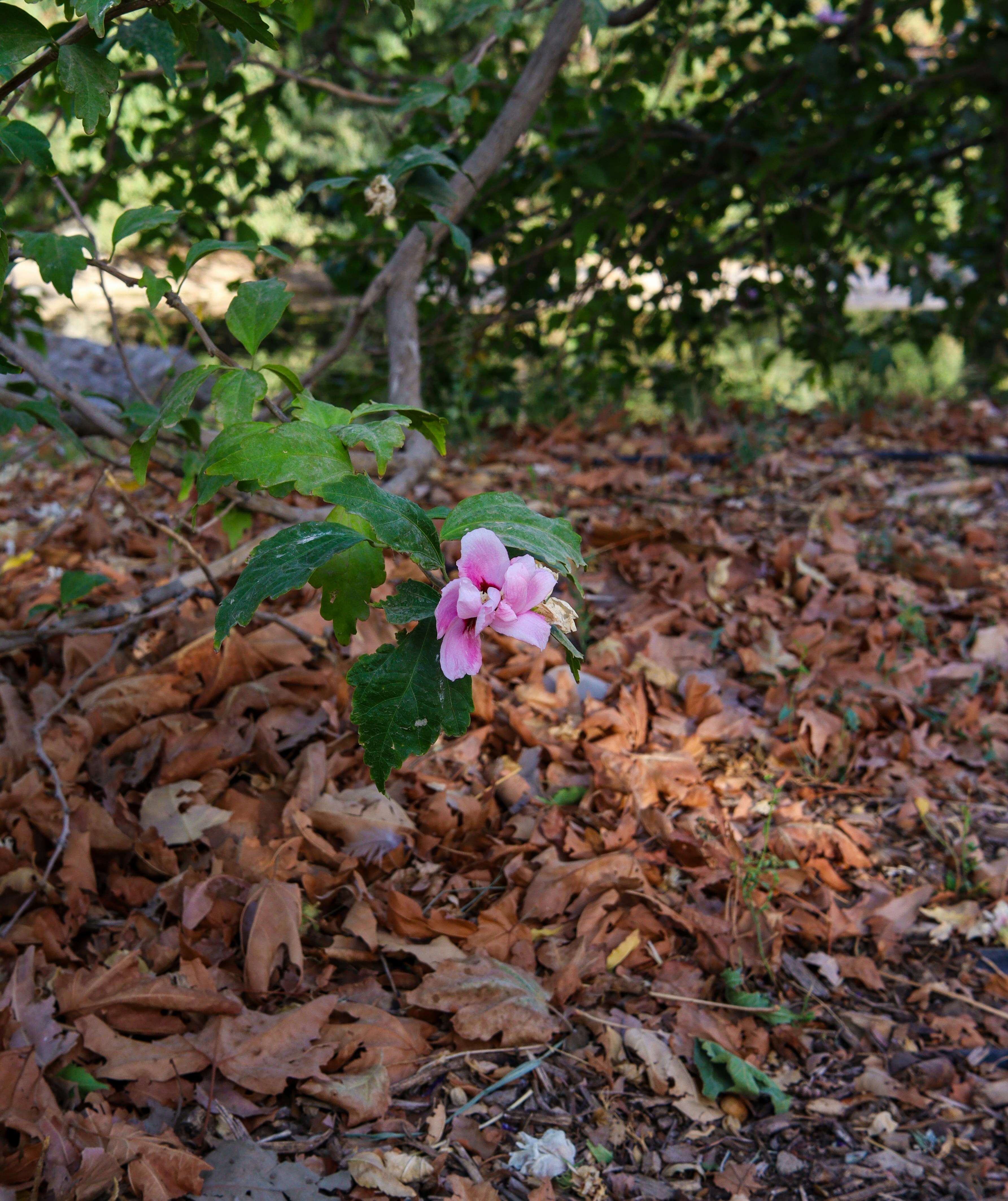 Delicate pink flower emerging from a bed of fallen leaves, showcasing nature's persistence. The surrounding foliage hints at the transition from summer to autumn.