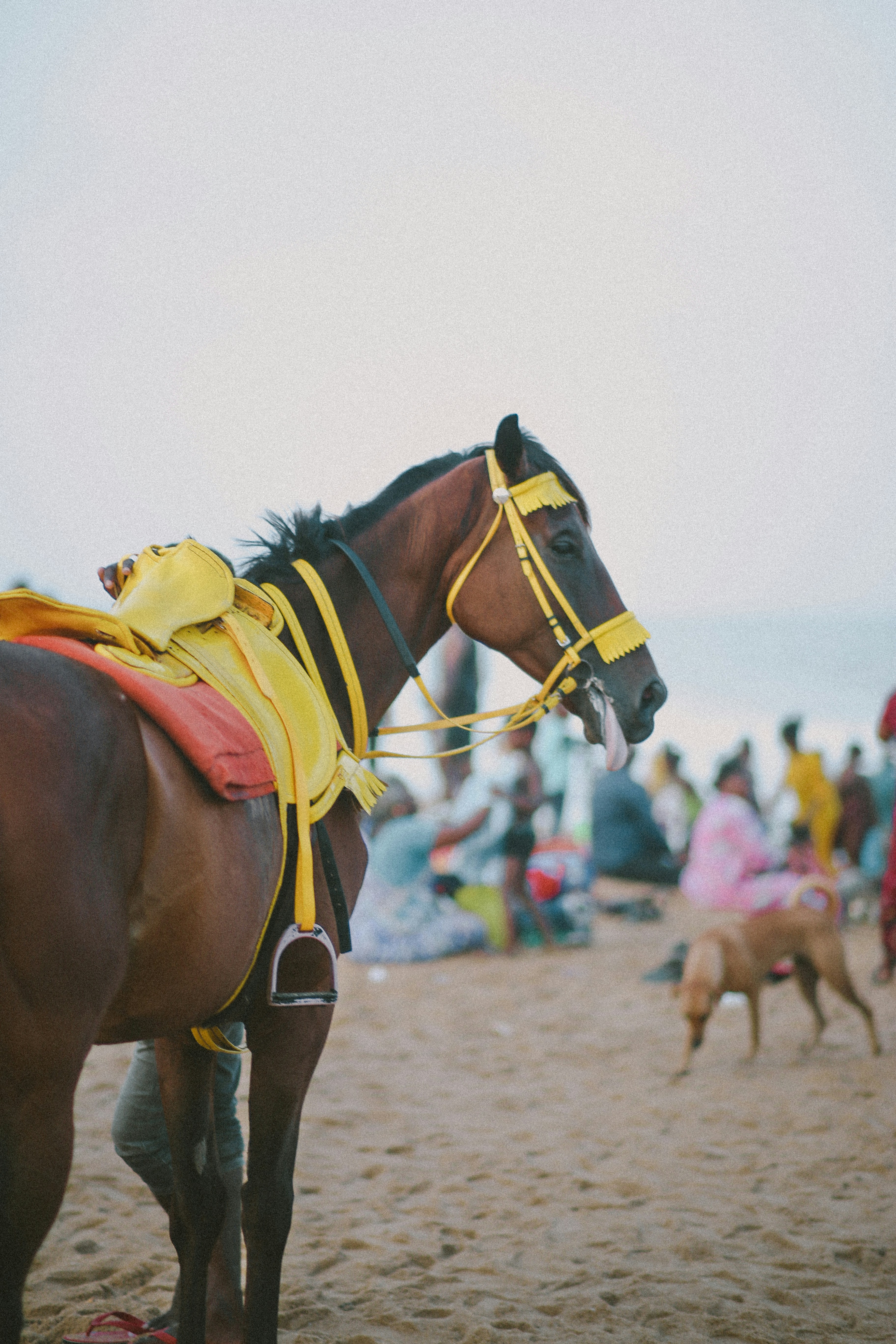 horse with bright yellow harness and saddle stands on a busy beach, blending tradition with seaside leisure. | Brown horse with yellow saddle on a beach.