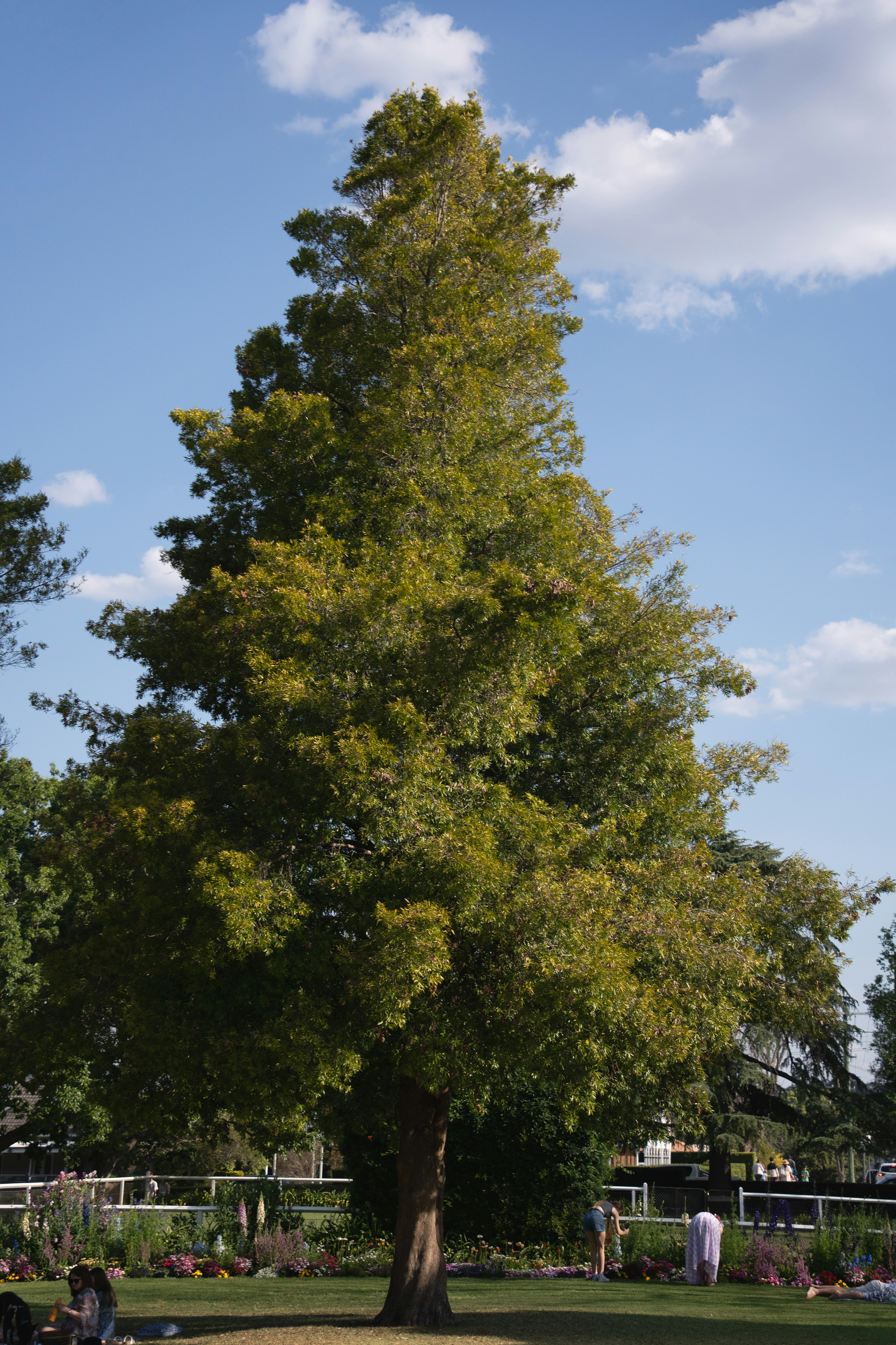 Tall tree with green leaves against blue sky