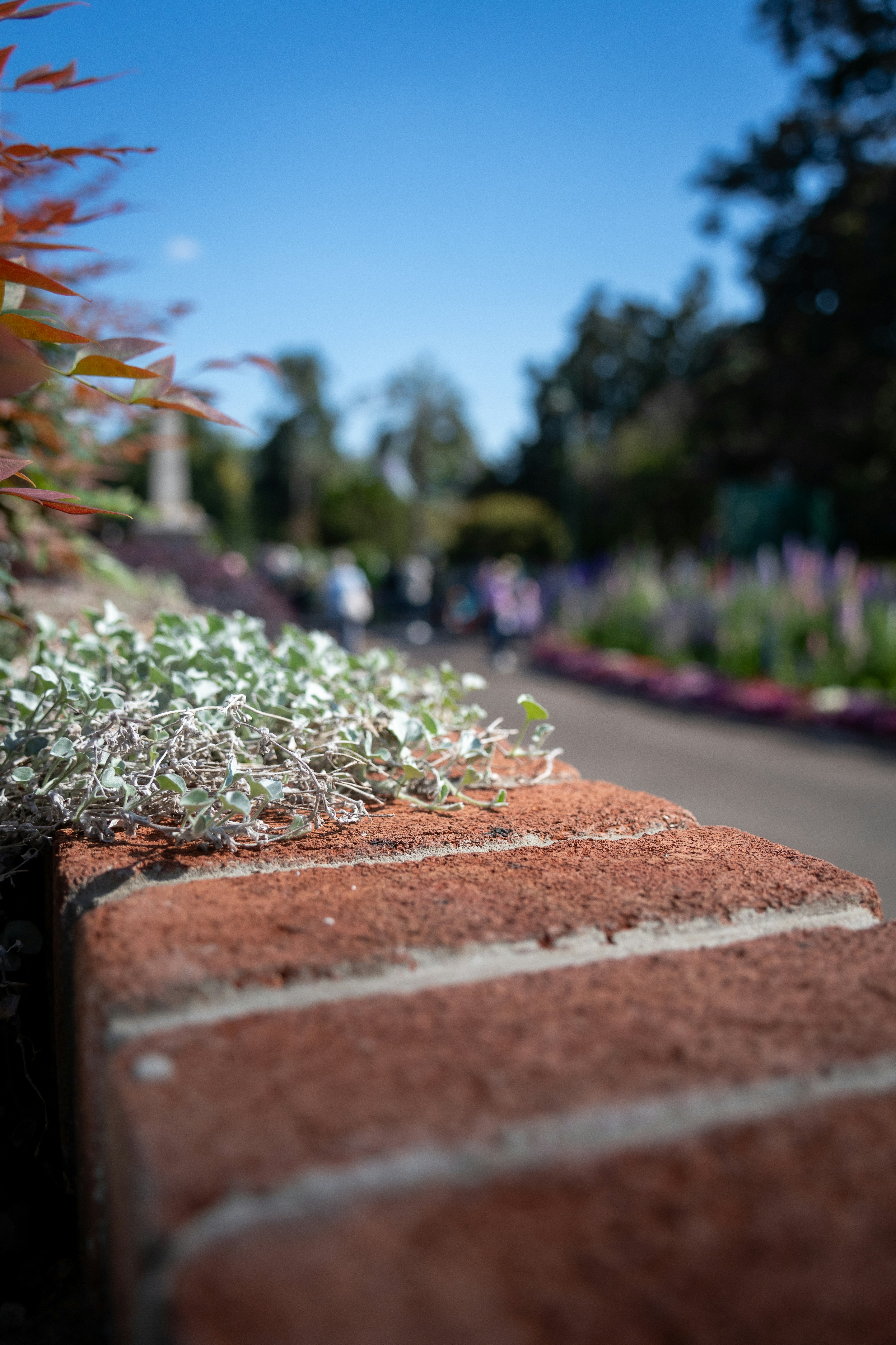 Brick wall with plants and blurred garden path