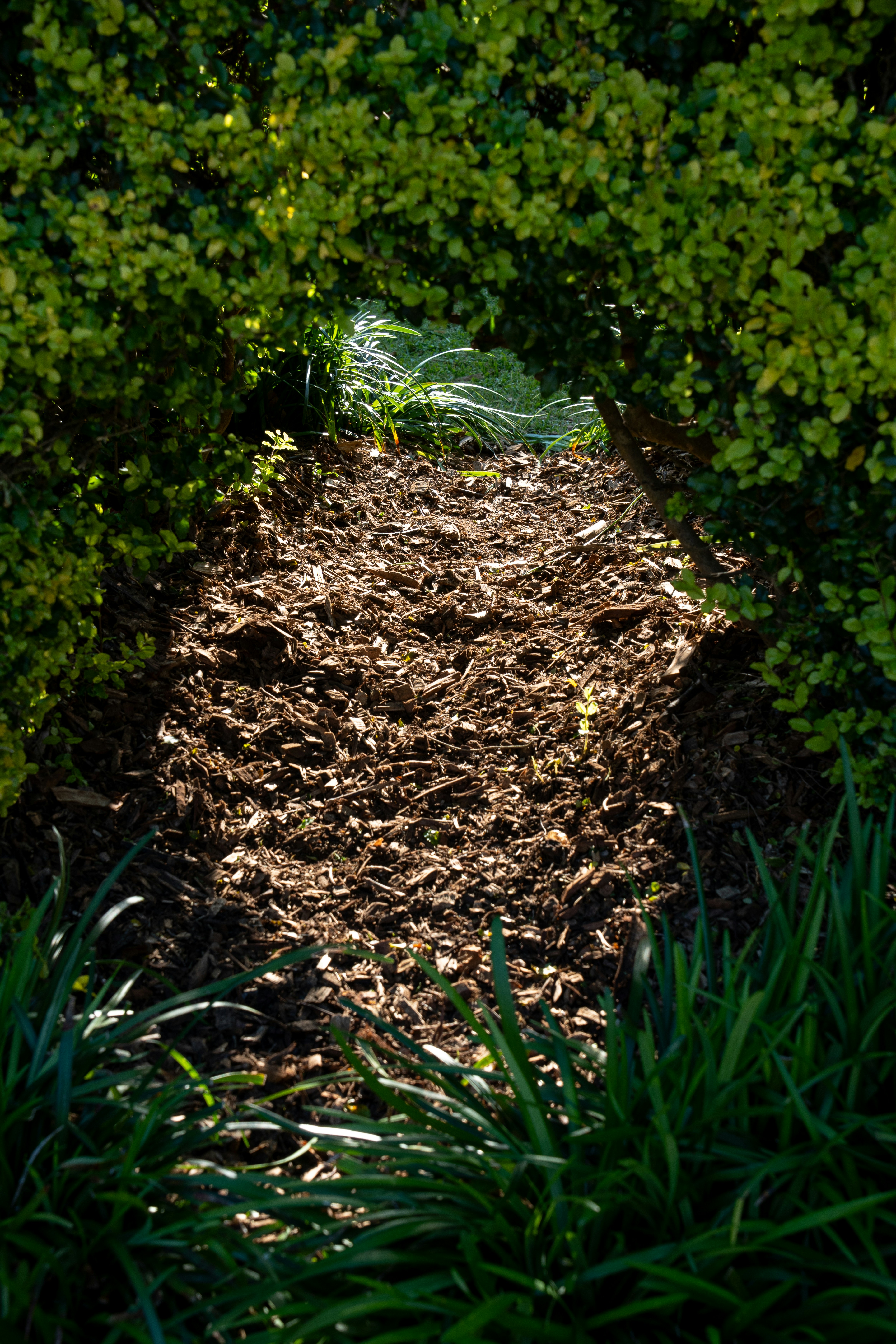 Sunlit garden path framed by lush green foliage