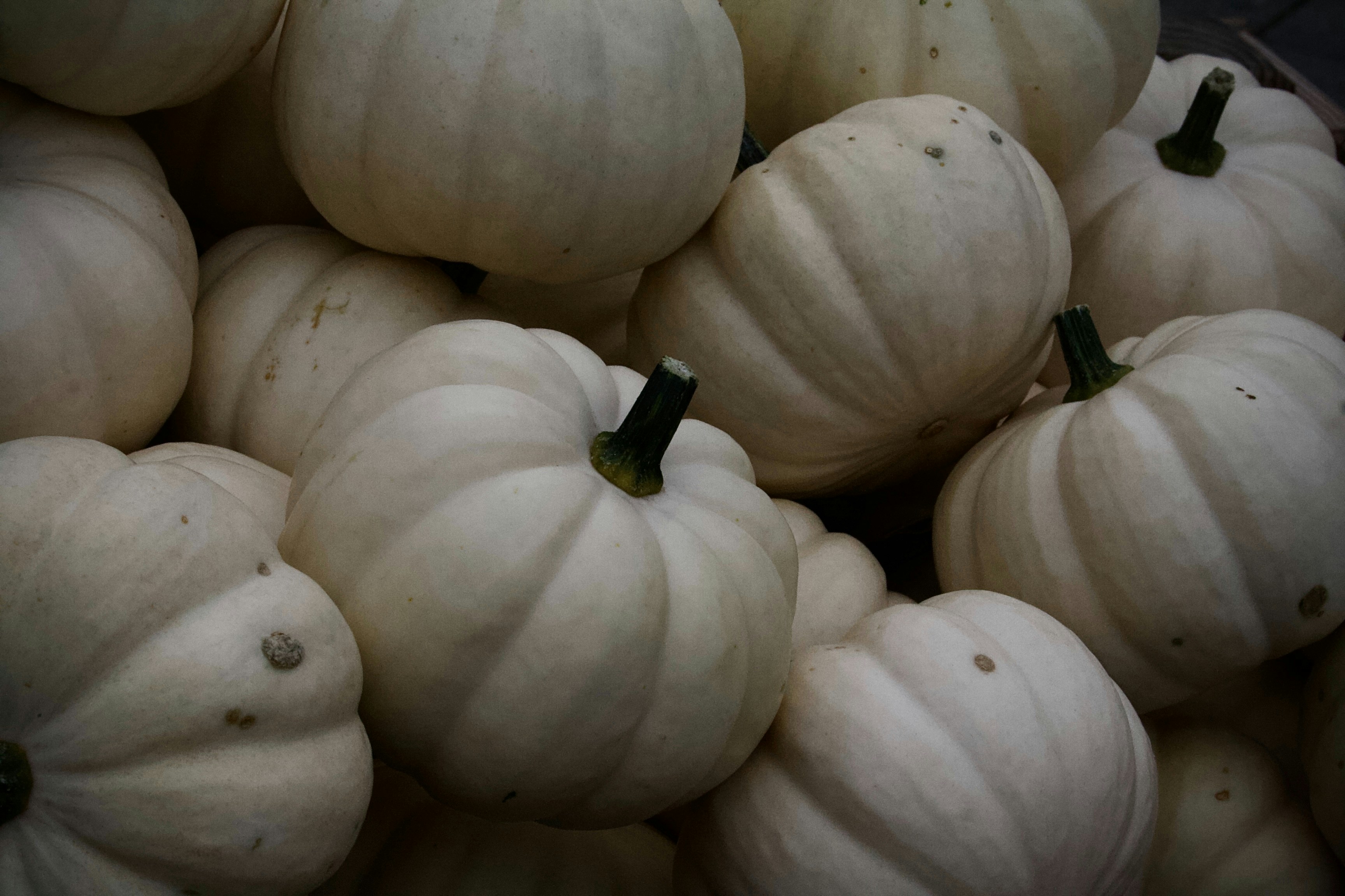 A pile of small white pumpkins