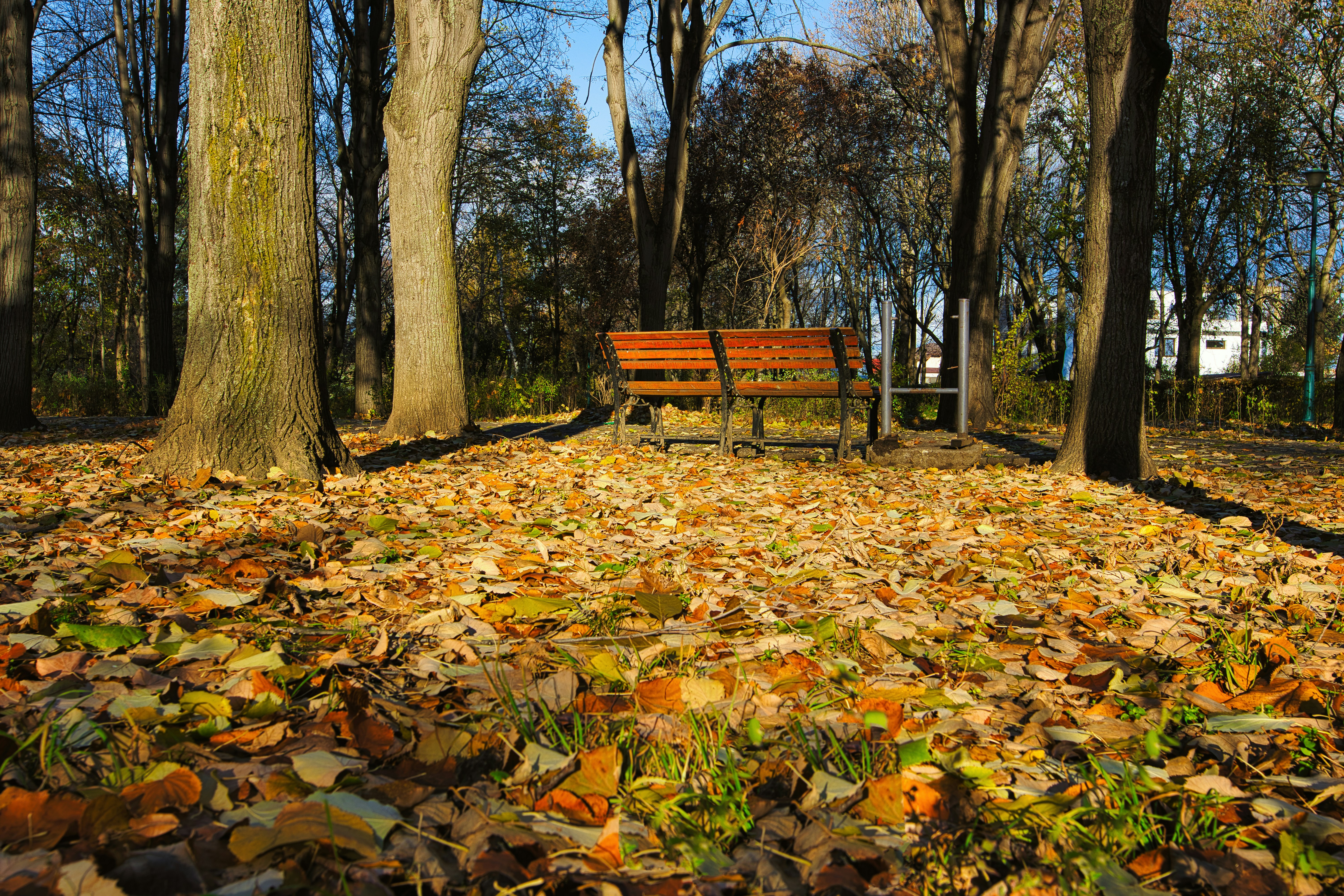 Autumn's Embrace: The Solitary Bench