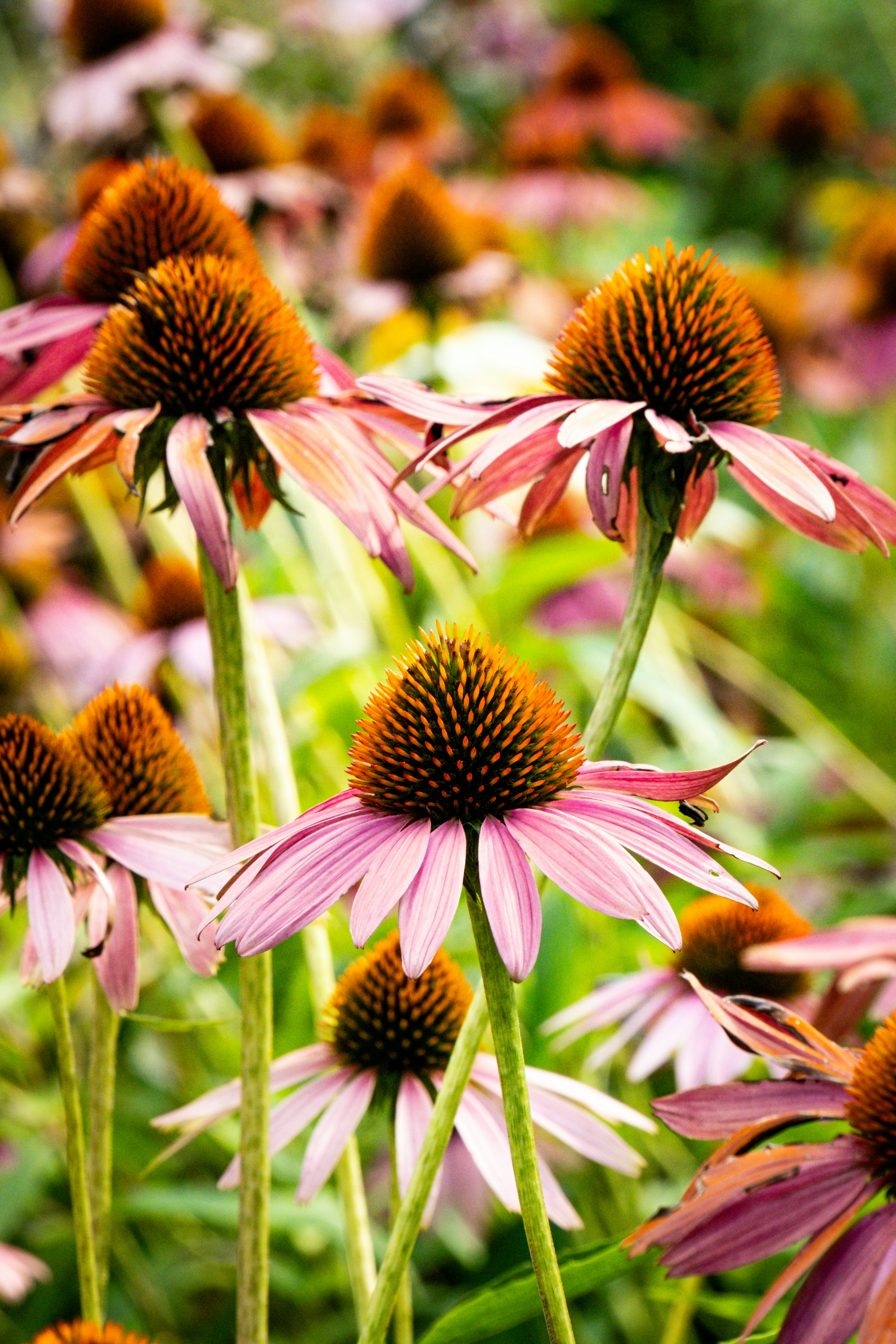 A cluster of coneflowers showcases their striking pink petals and unique spiky centers, set against a lush green backdrop.