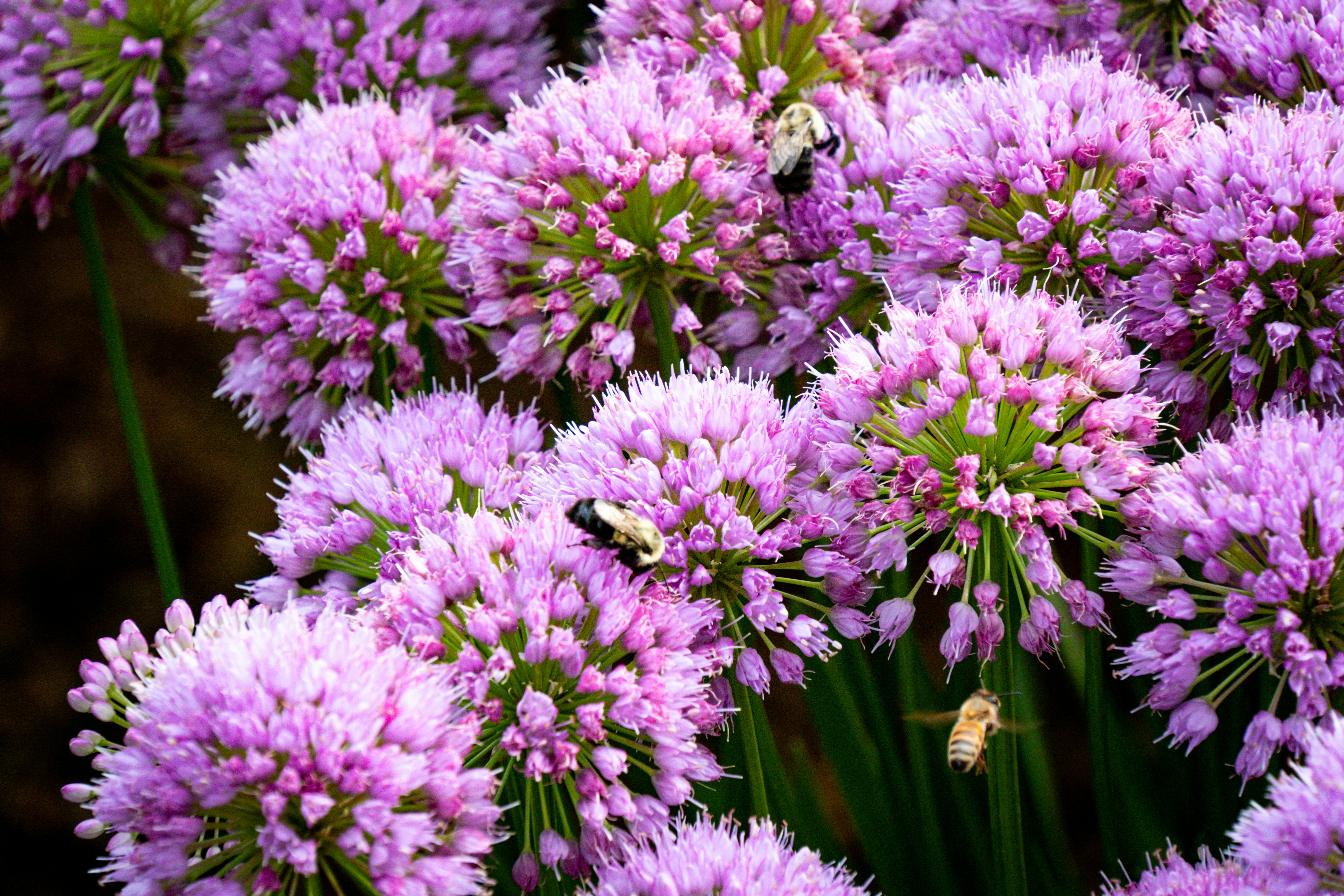 Harmony in Bloom: Nature's Pollinators at Work