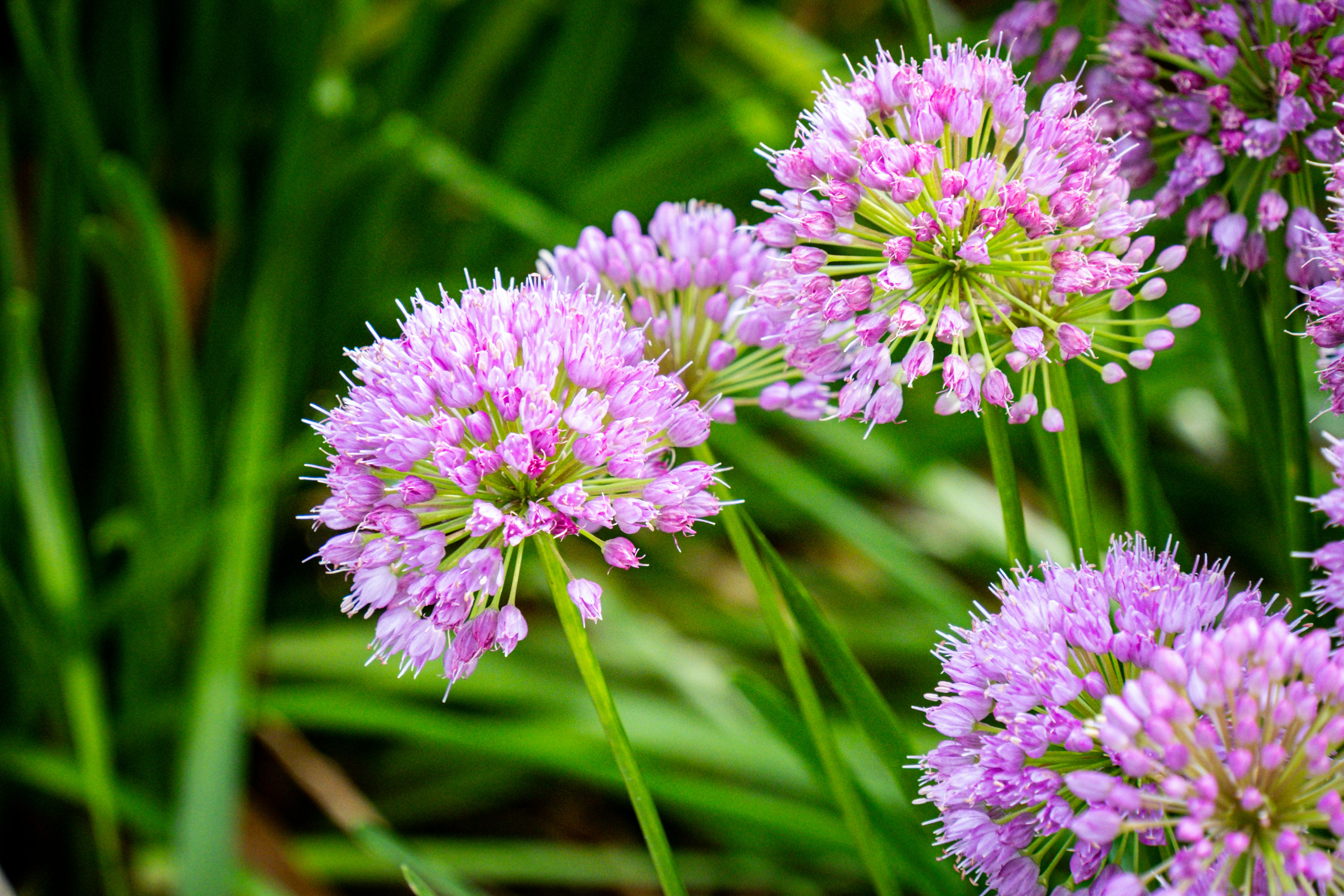 Whispers of Spring: A Floral Symphony
