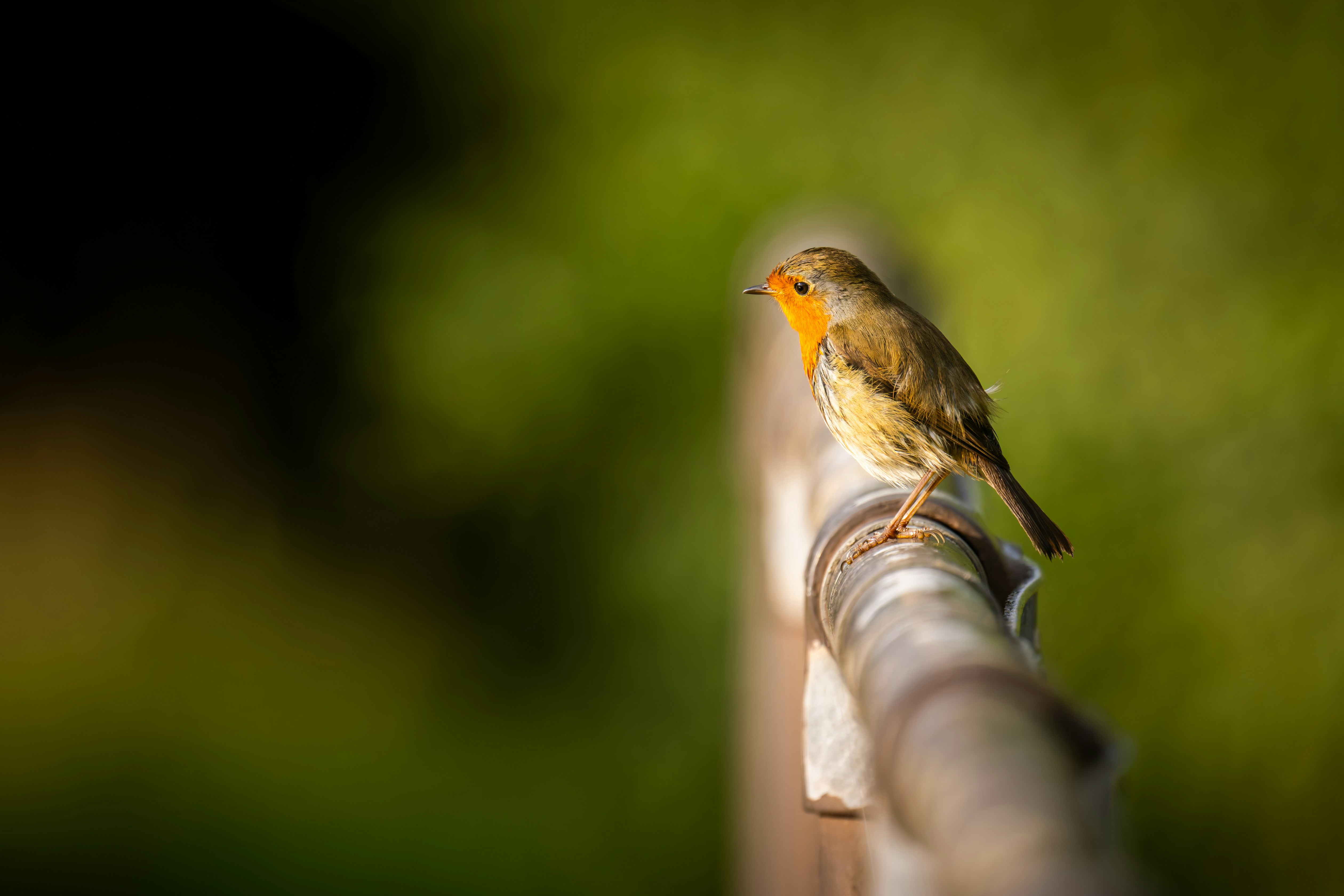 A robin perched on a wooden railing outdoors.