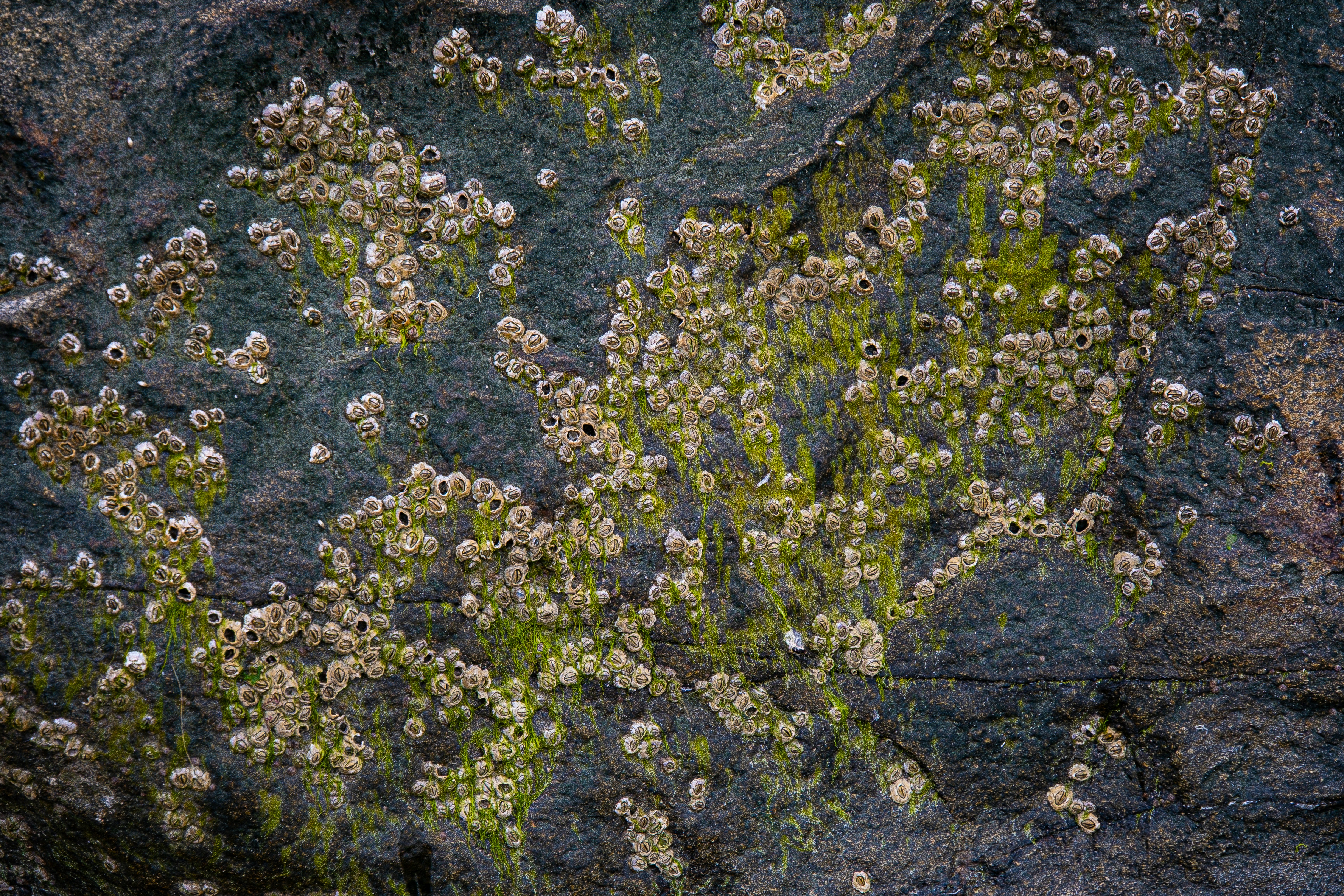algae on beach rock | Barnacles and algae growing on a dark rock surface.