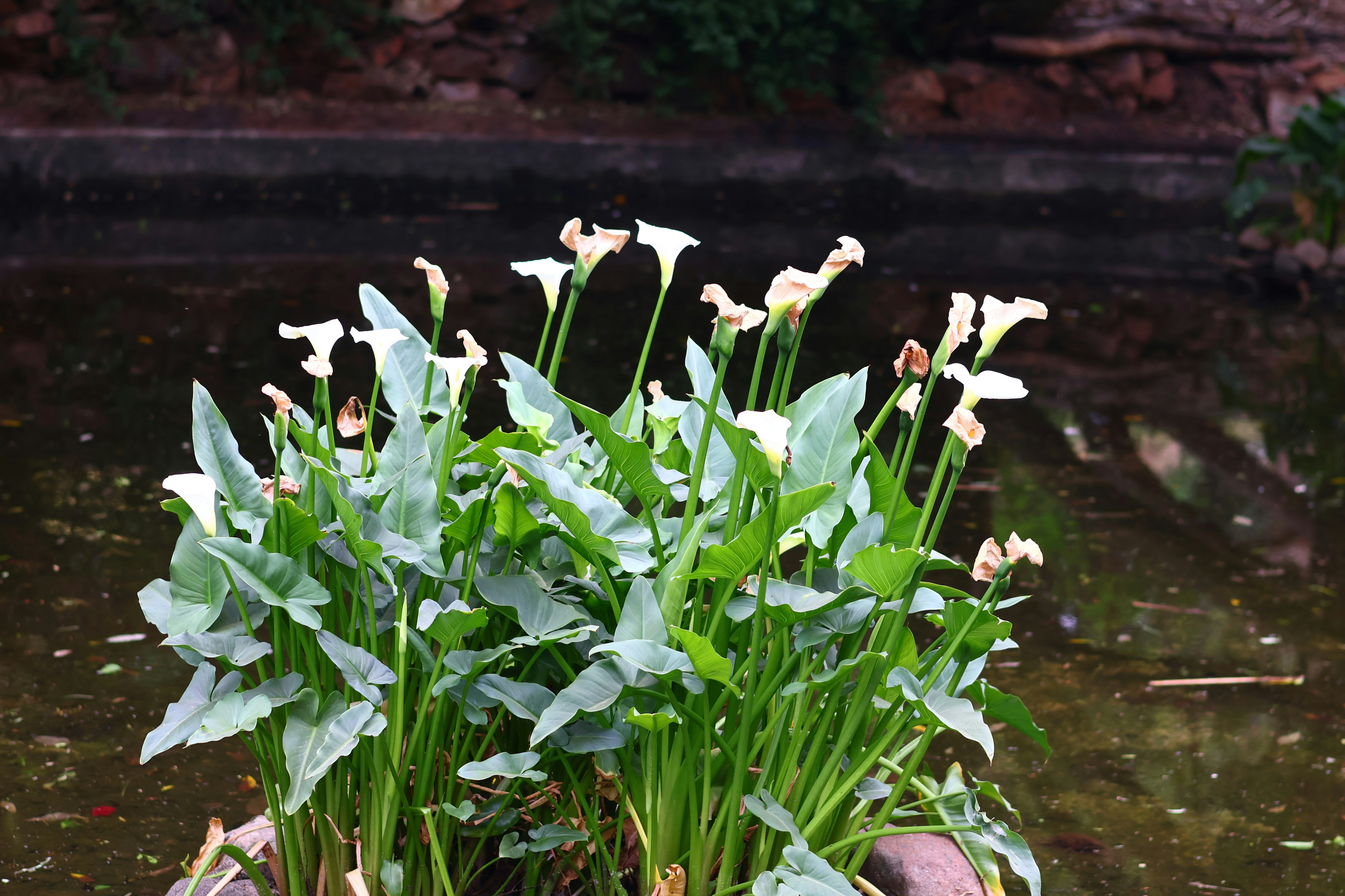 Emerging Grace: A Floral Oasis