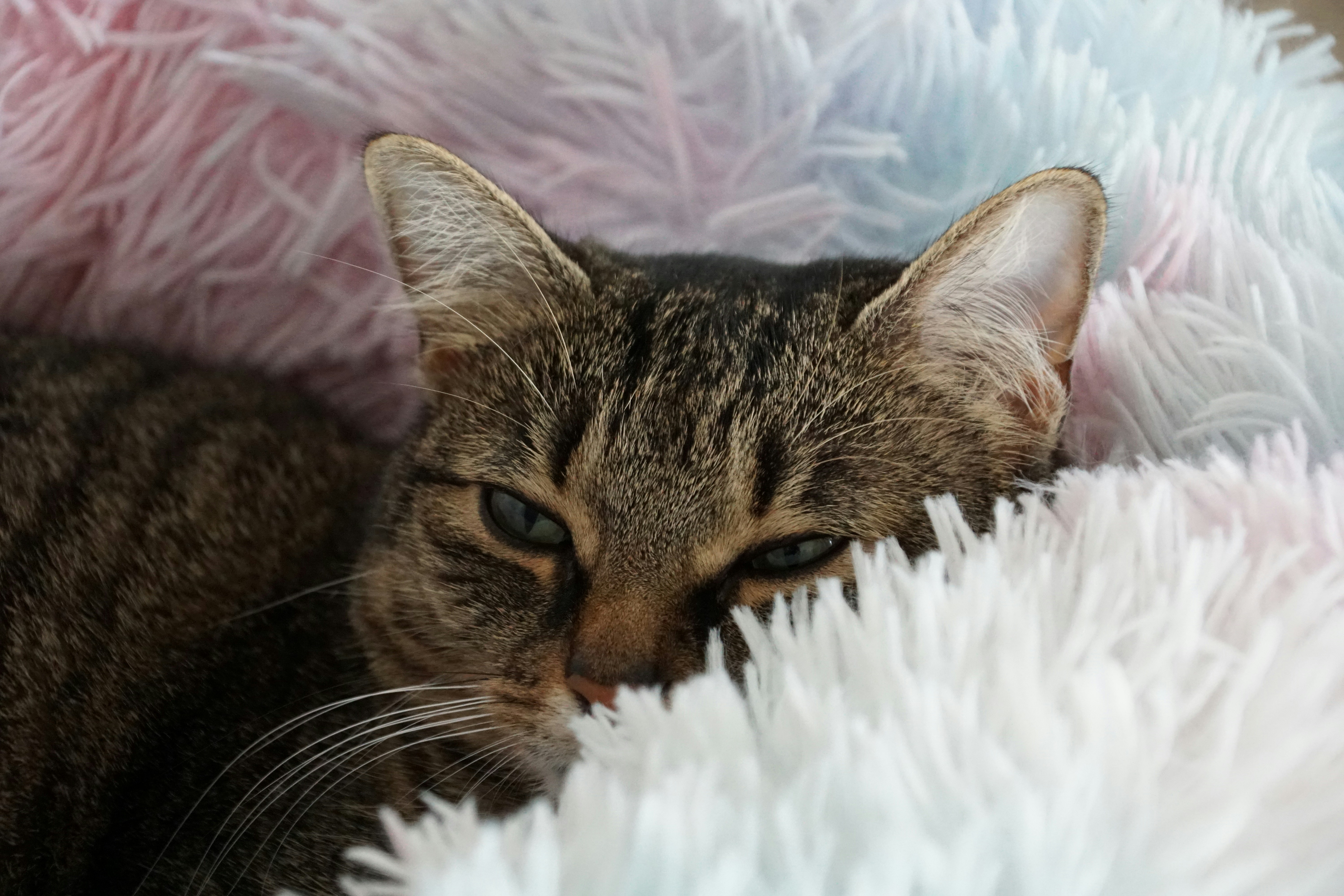 Katze getigert | A tabby cat peeking from fluffy pastel bedding.