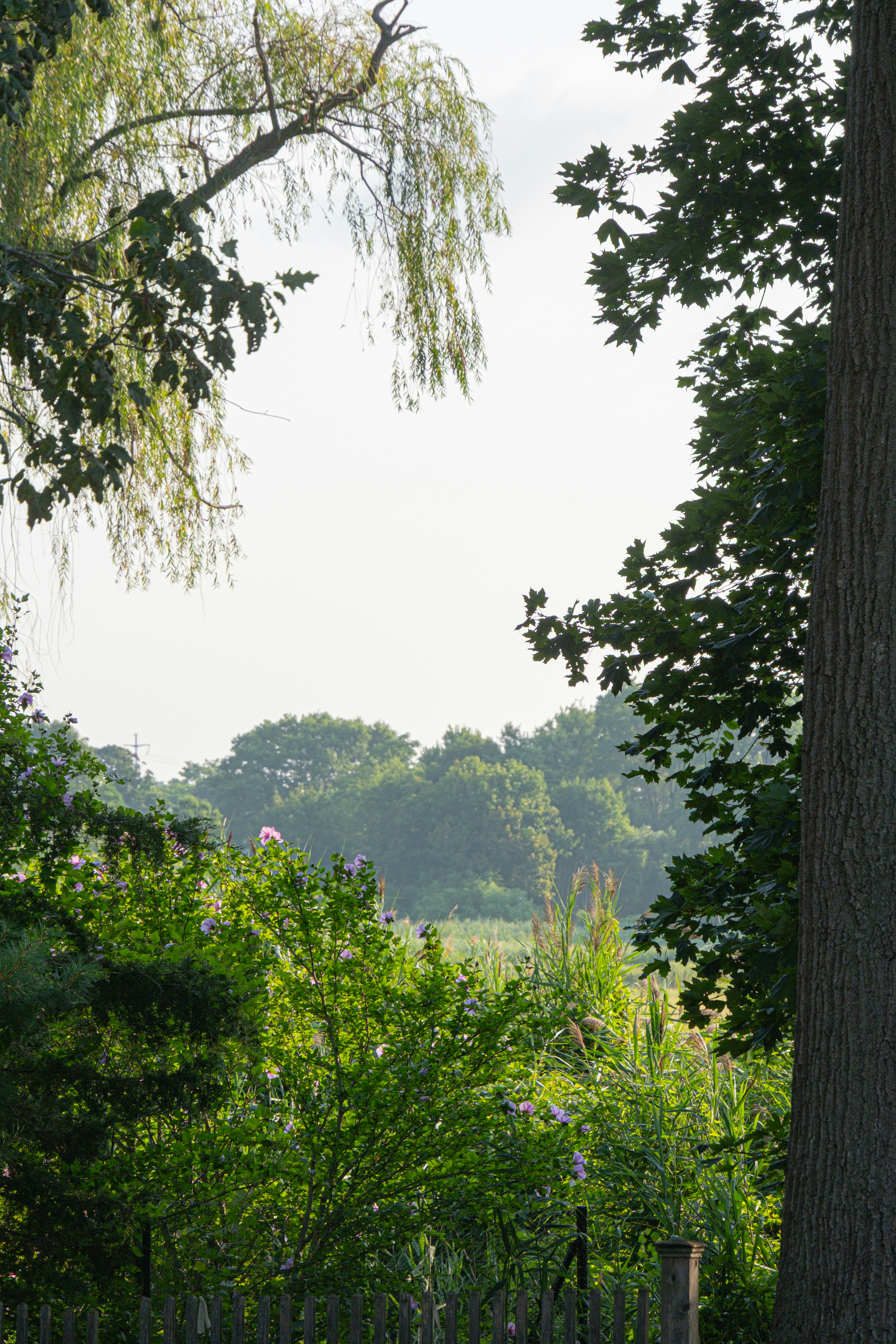 Whispers of Nature: A Hidden Glimpse