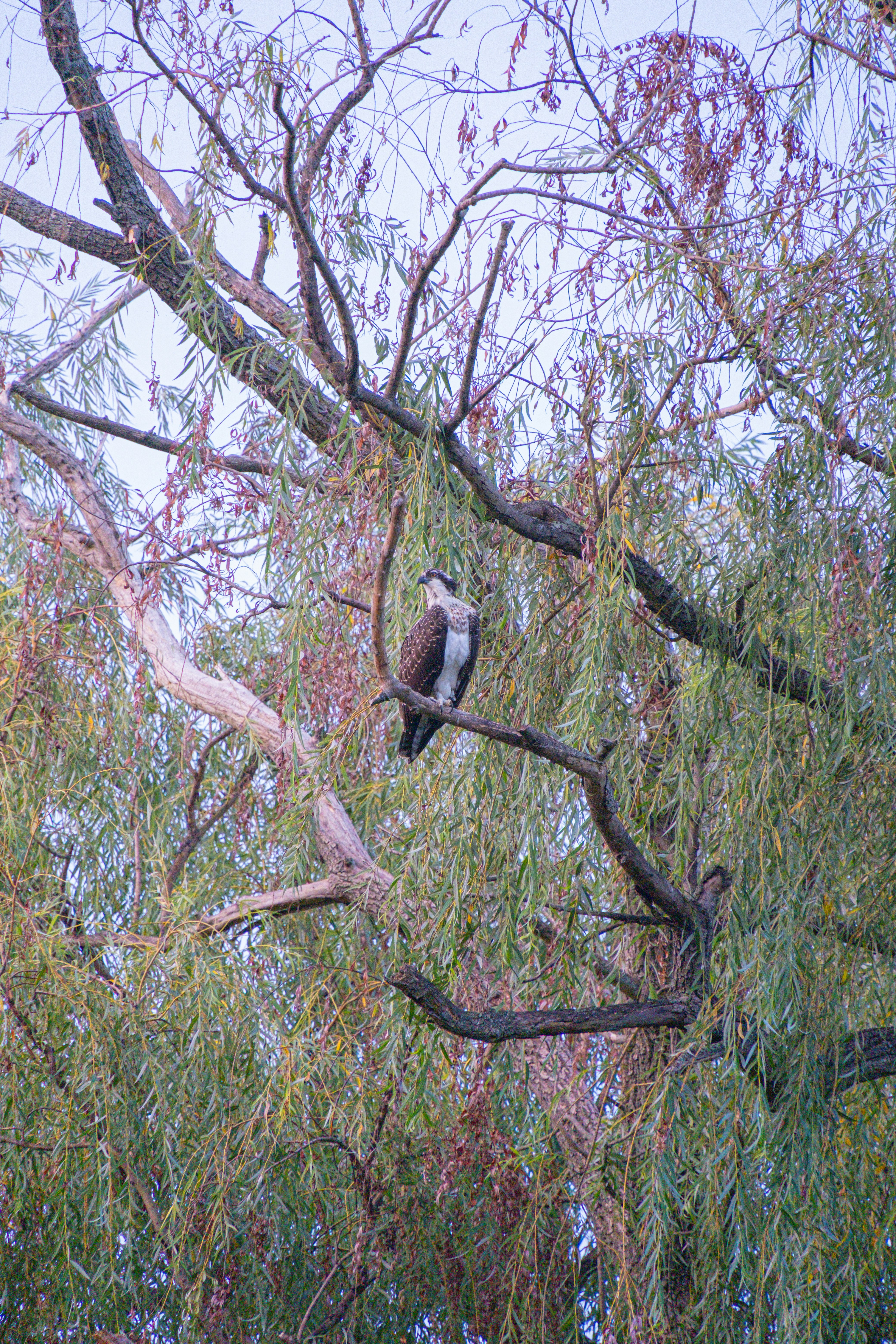 Guardian of the Canopy