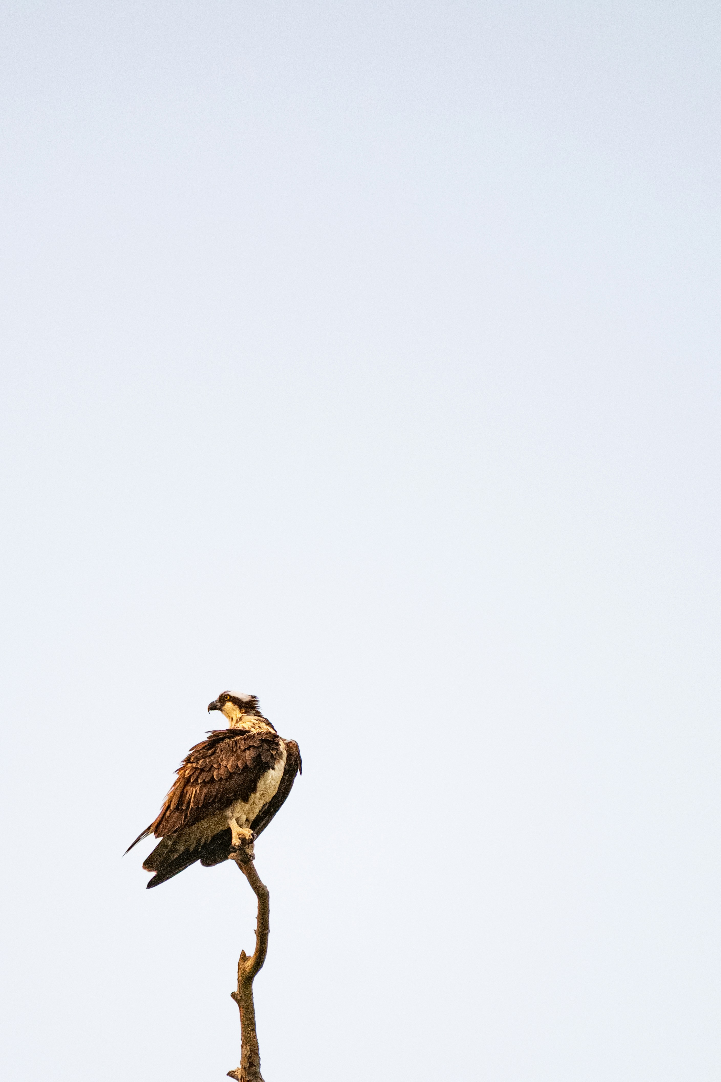 Osprey on tip of branch with clear blue skies | Osprey perched on a bare tree branch against sky