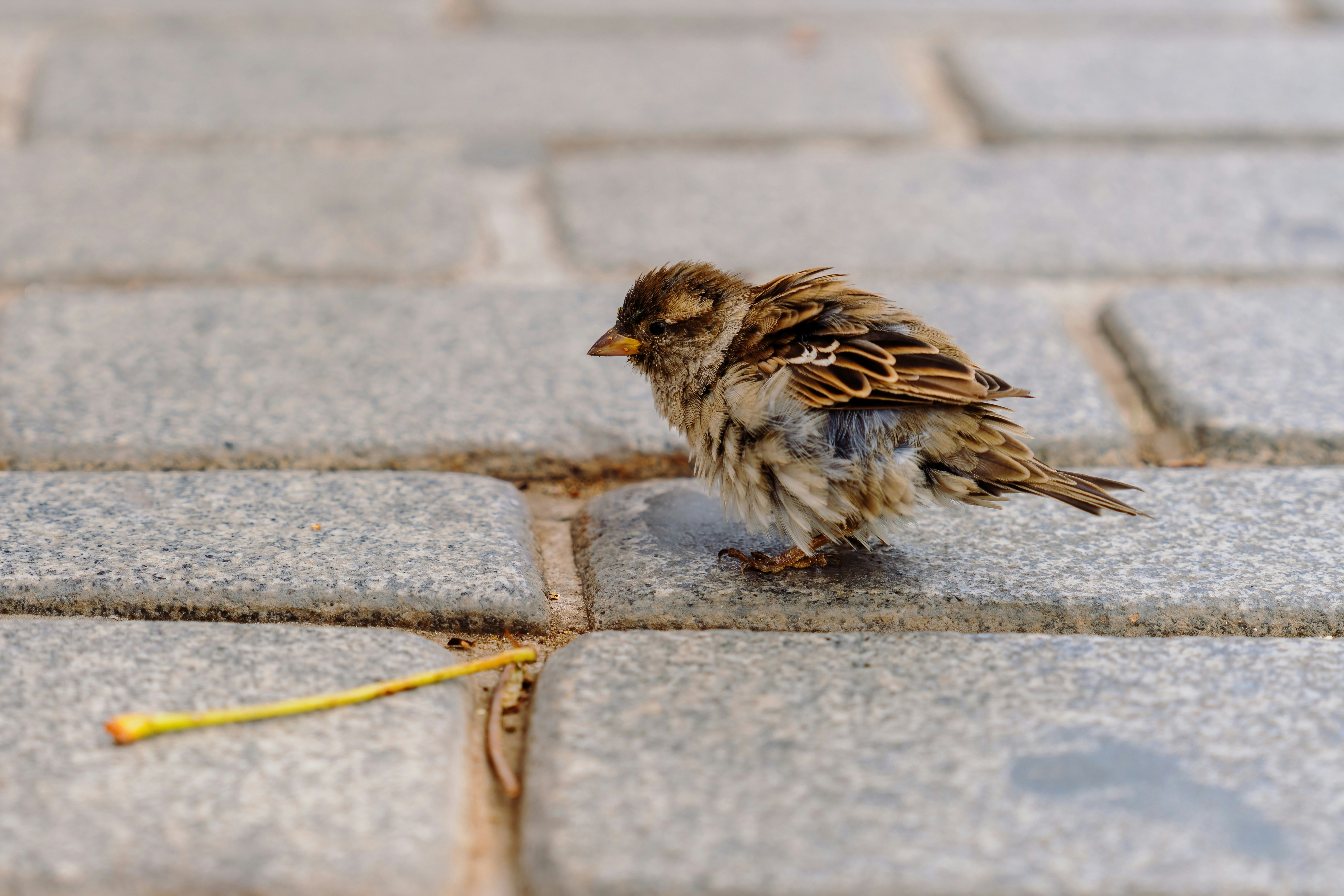 A Moment of Resilience: The Wet Sparrow