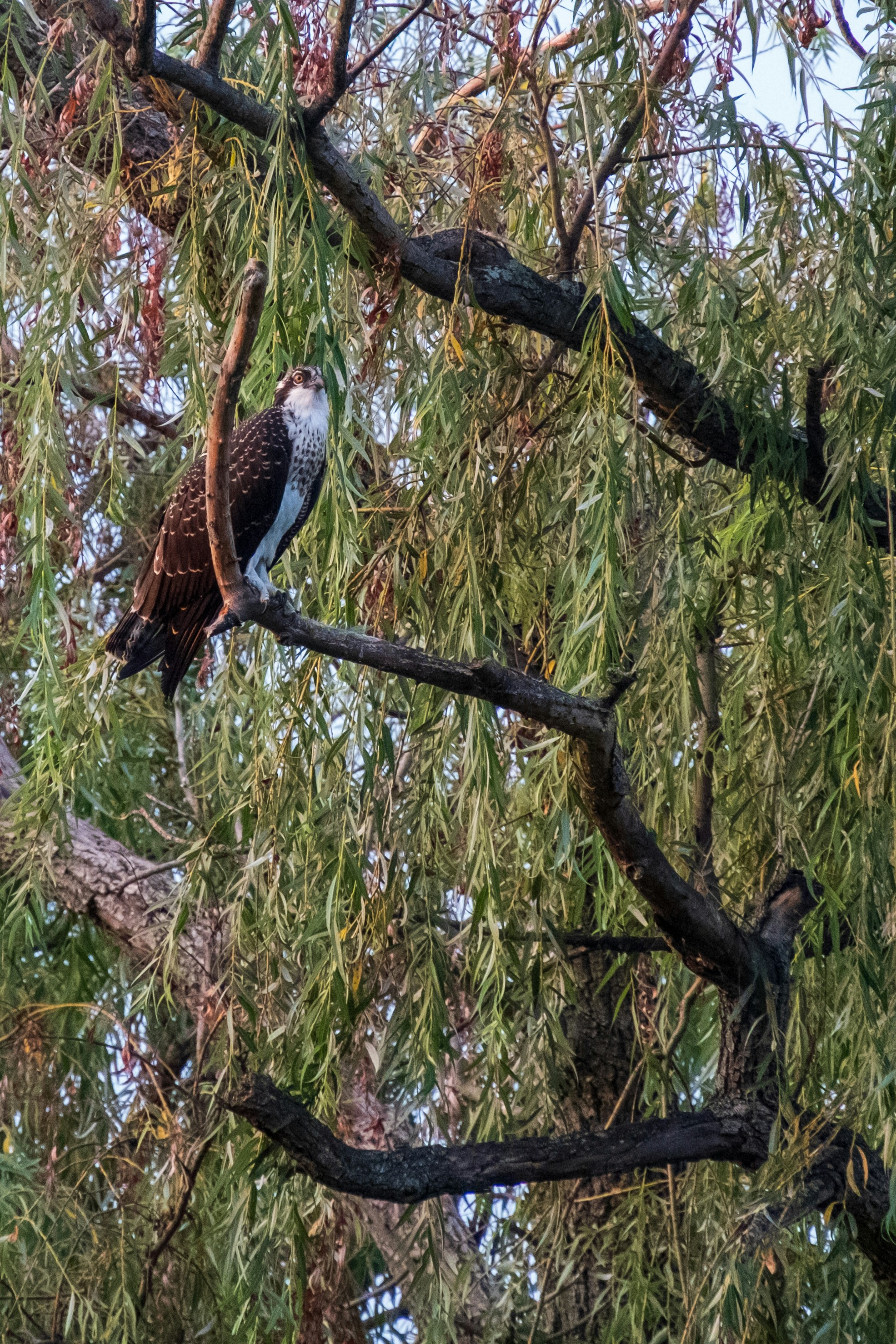A hawk resting on a branch amidst lush greenery, observing its surroundings with keen focus.
