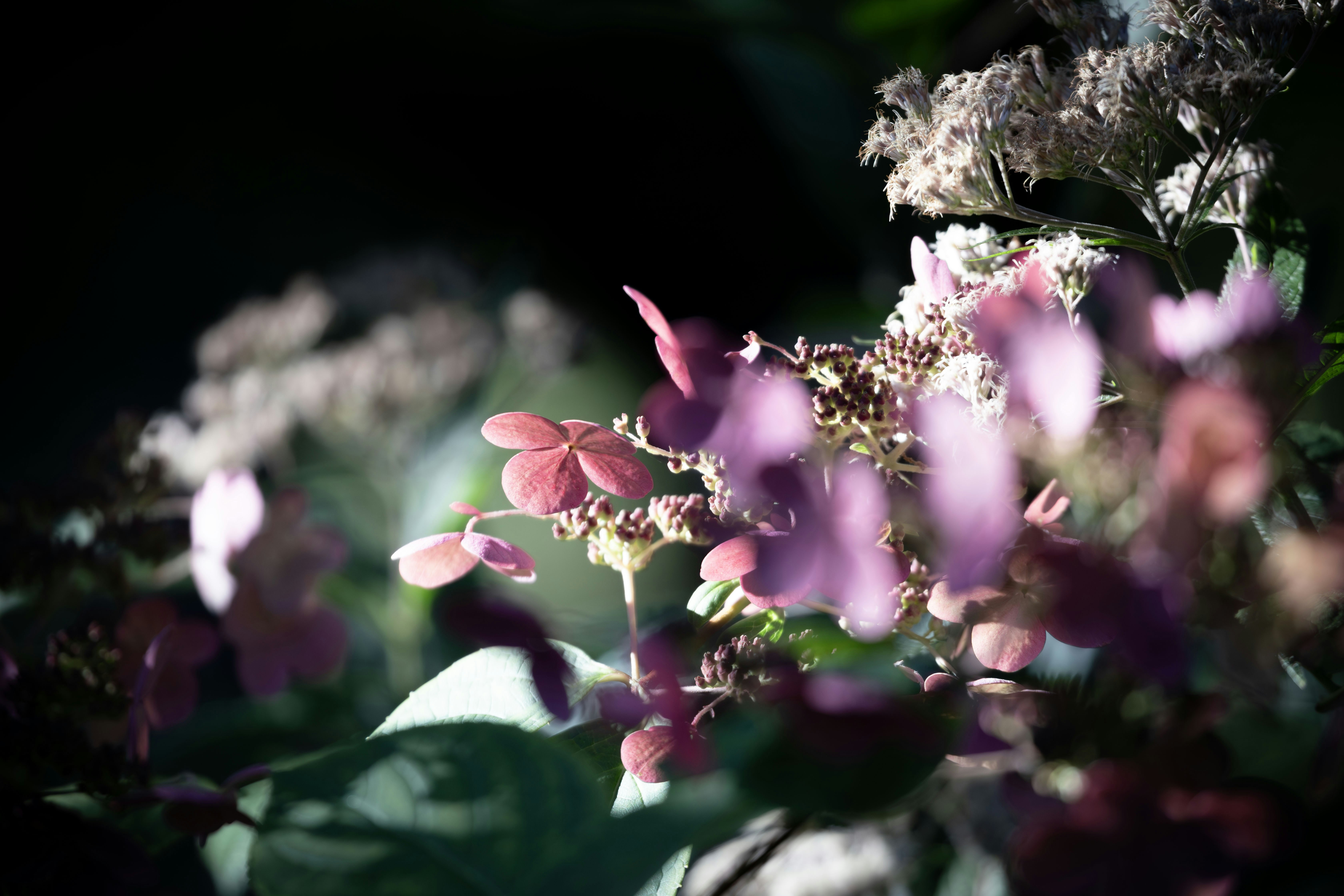 Delicate pink flowers illuminated by sunlight against dark background.