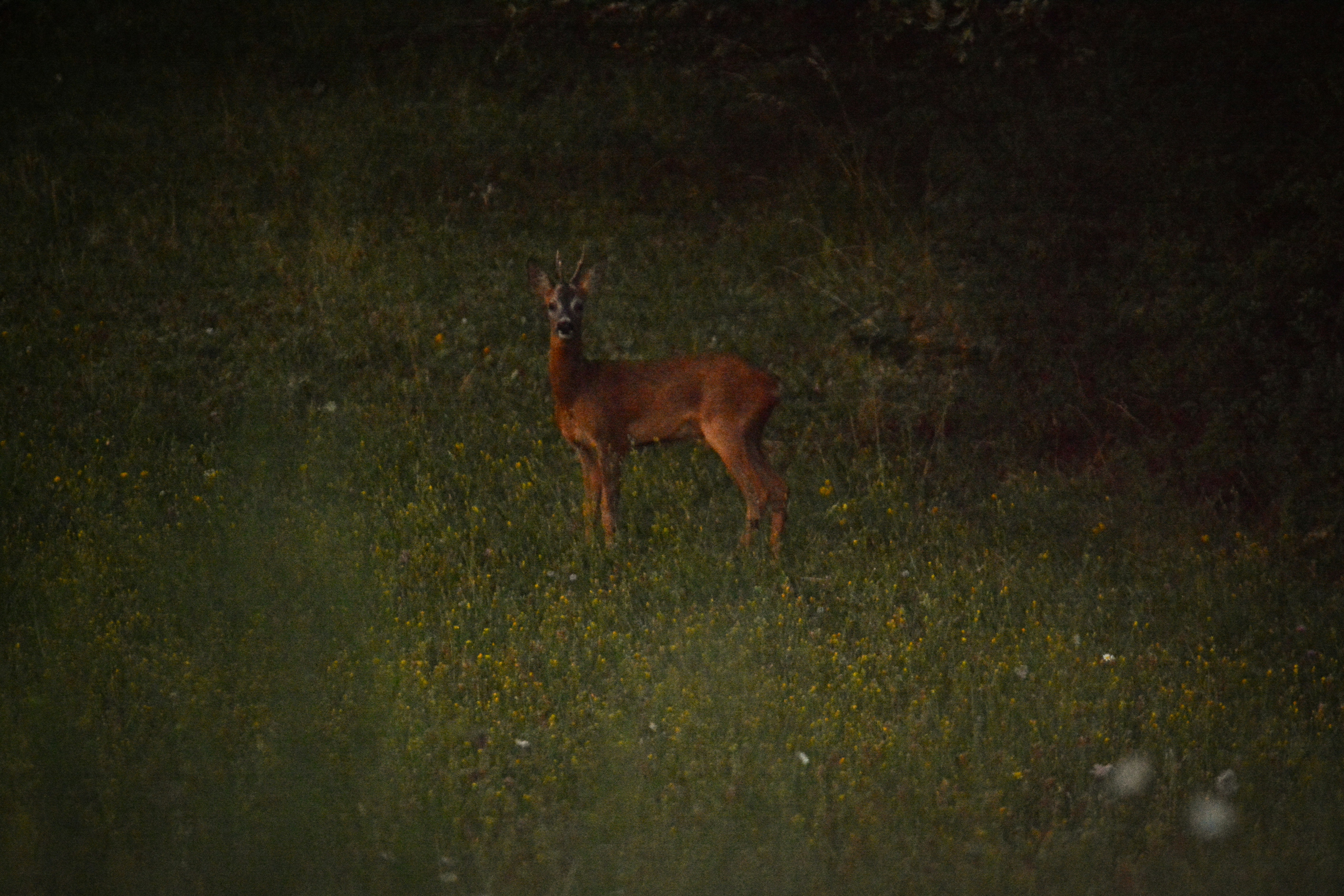 Silent Watcher in the Meadow