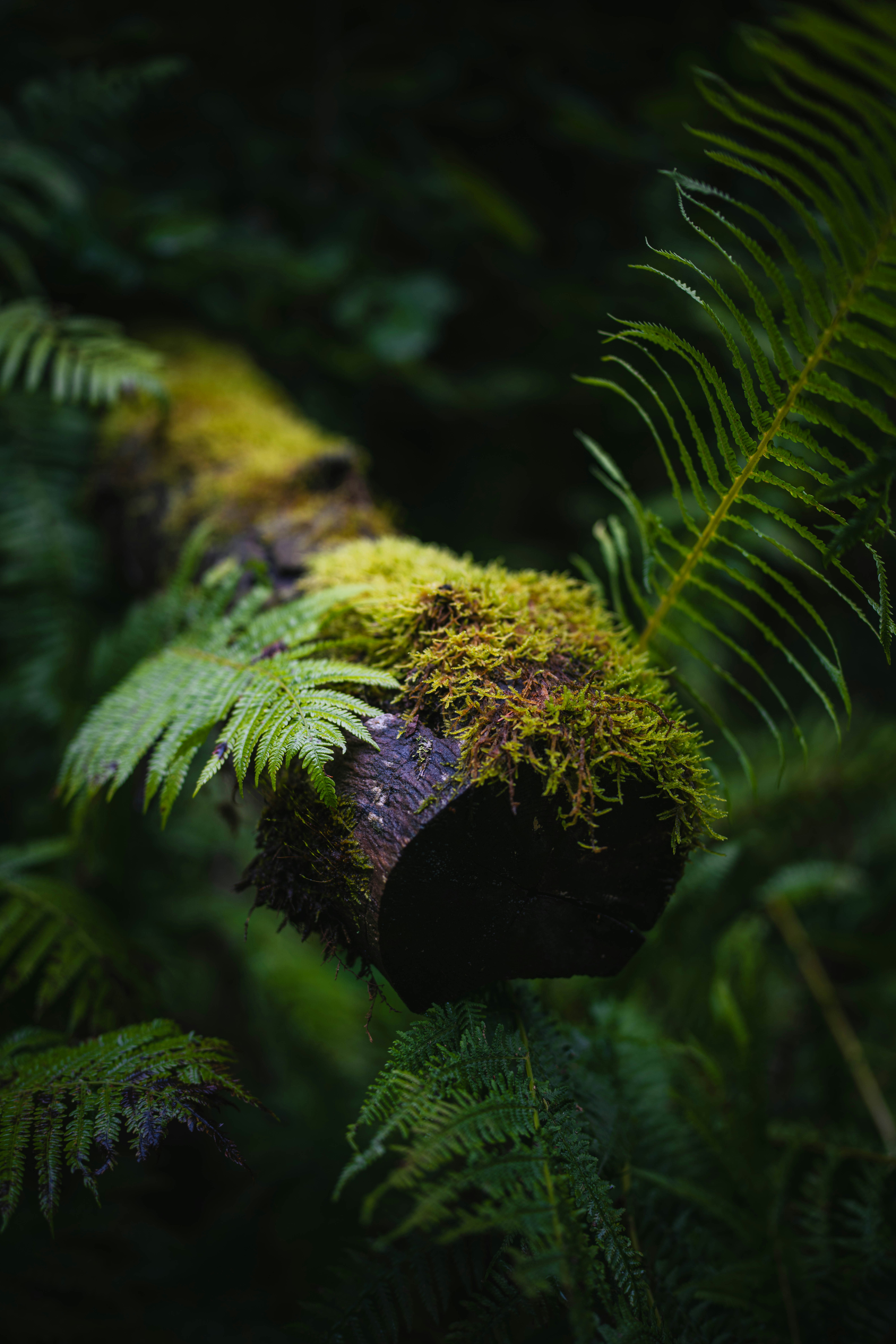 Moss covered log surrounded by lush green ferns