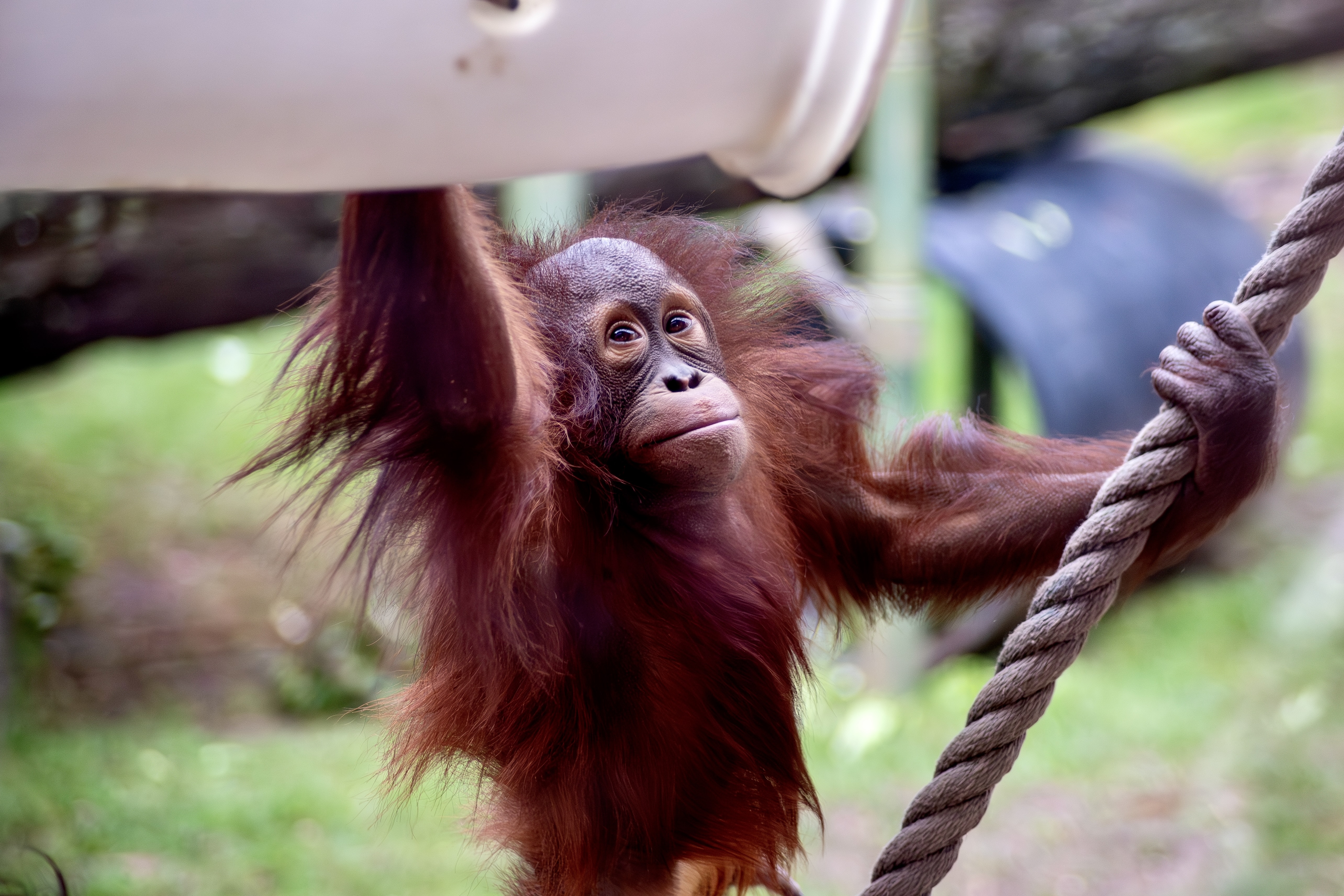 Orangutan. With its reddish‑brown fur and curious gaze, this young orangutan shows the intelligence and playfulness that make these great apes so remarkable. Gripping a thick rope with one hand while reaching toward its surroundings with the other, it demonstrates the agility and problem‑solving skills that orangutans are famous for. Native to the rainforests of Borneo and Sumatra, orangutans are critically endangered, and every glimpse of their behavior reminds us of both their closeness to us and the urgent need to protect their forest homes. | Young orangutan hangs from a rope and container.