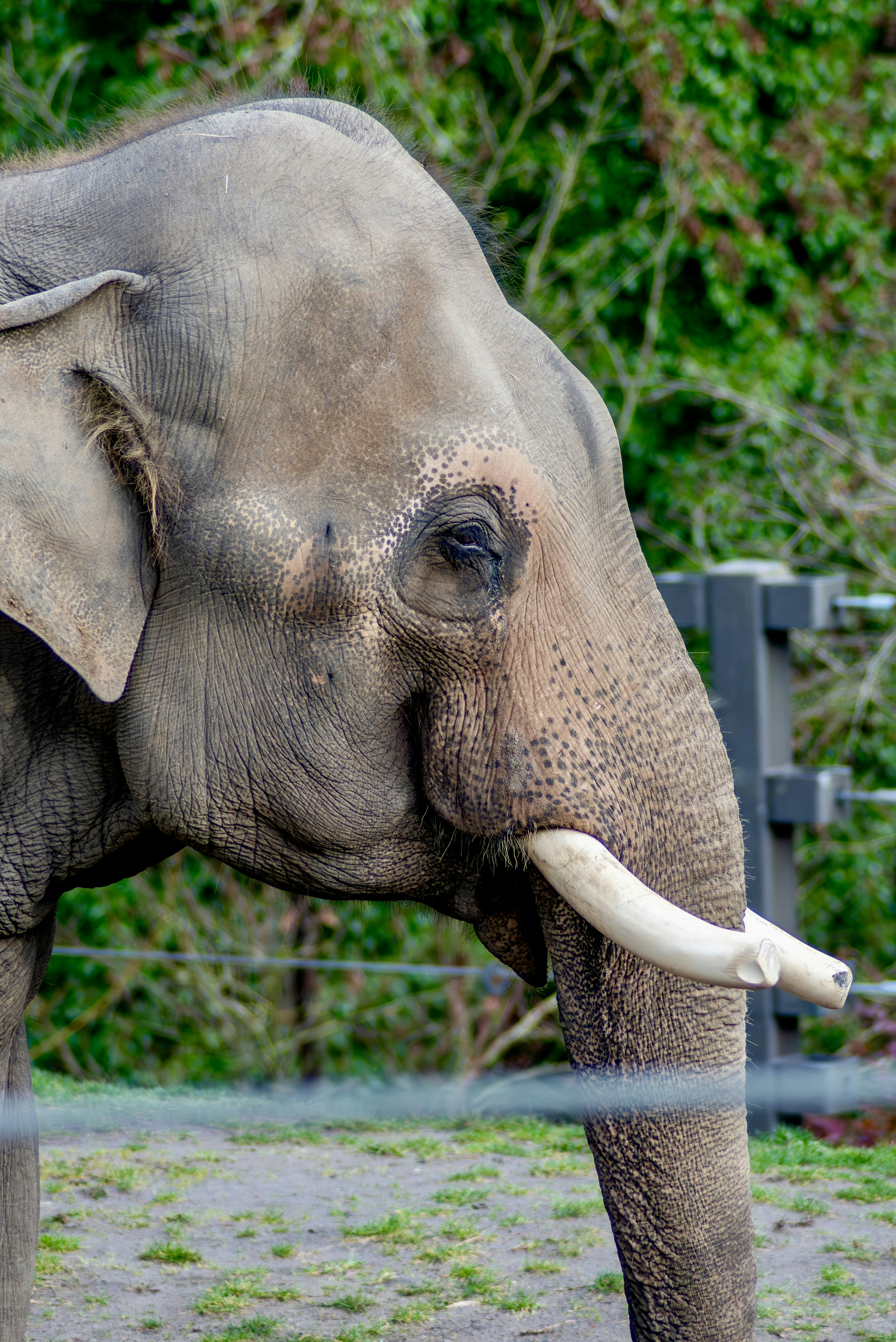 Asian Elephant (Elephas maximus) With its massive tusks, wrinkled gray skin, and speckled face, this elephant embodies both strength and wisdom. Standing calmly against a backdrop of green foliage, it offers a close look at the remarkable details that make elephants so iconic—the textured skin that tells a story of resilience, the intelligent eyes that reflect deep awareness, and the powerful tusks that have long symbolized majesty. As one of the world’s most revered animals, the elephant is not only a keystone species in its native habitats but also a powerful ambassador for conservation, r | Close-up side profile of an elephant's head