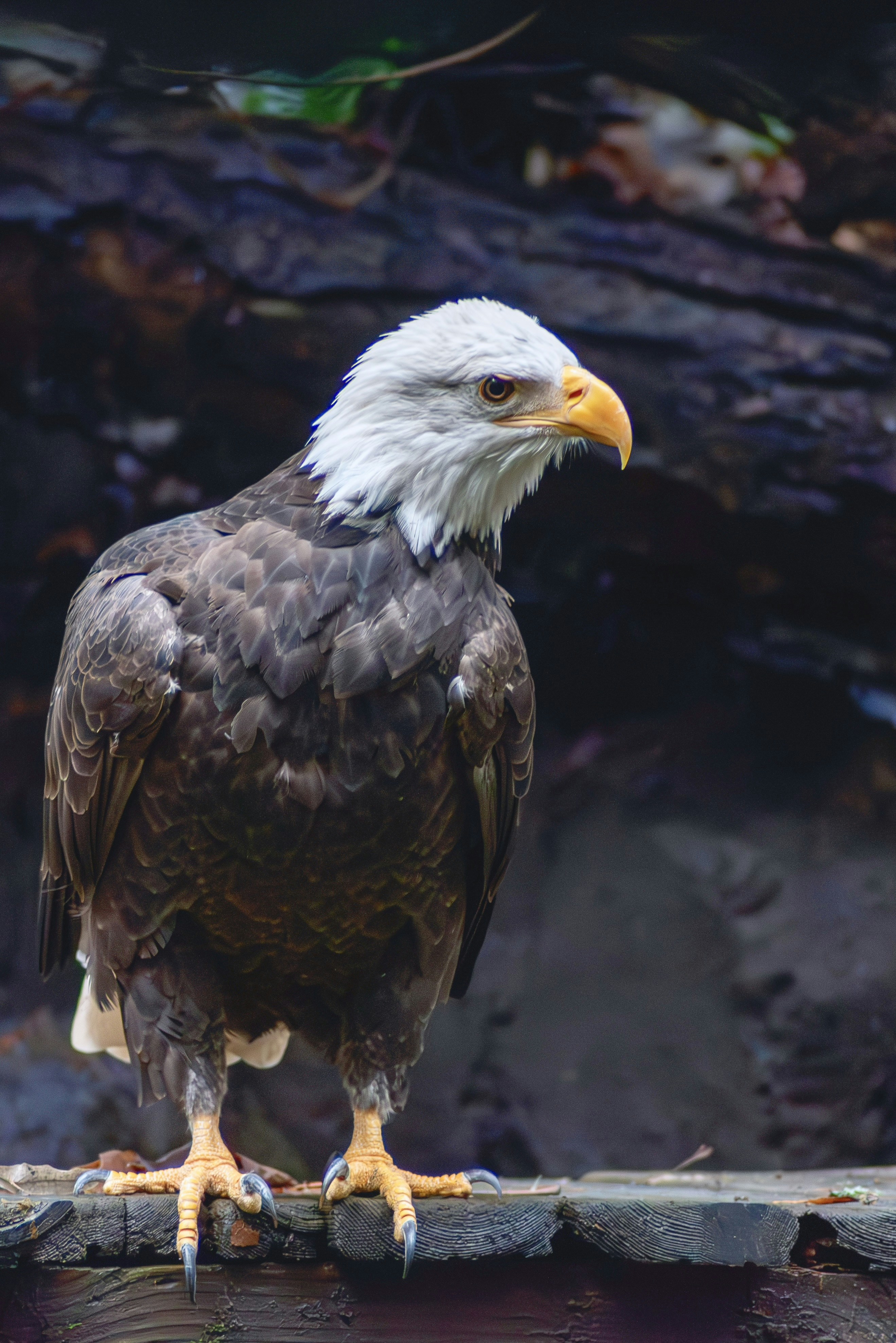 A majestic bald eagle stands on a wooden perch.