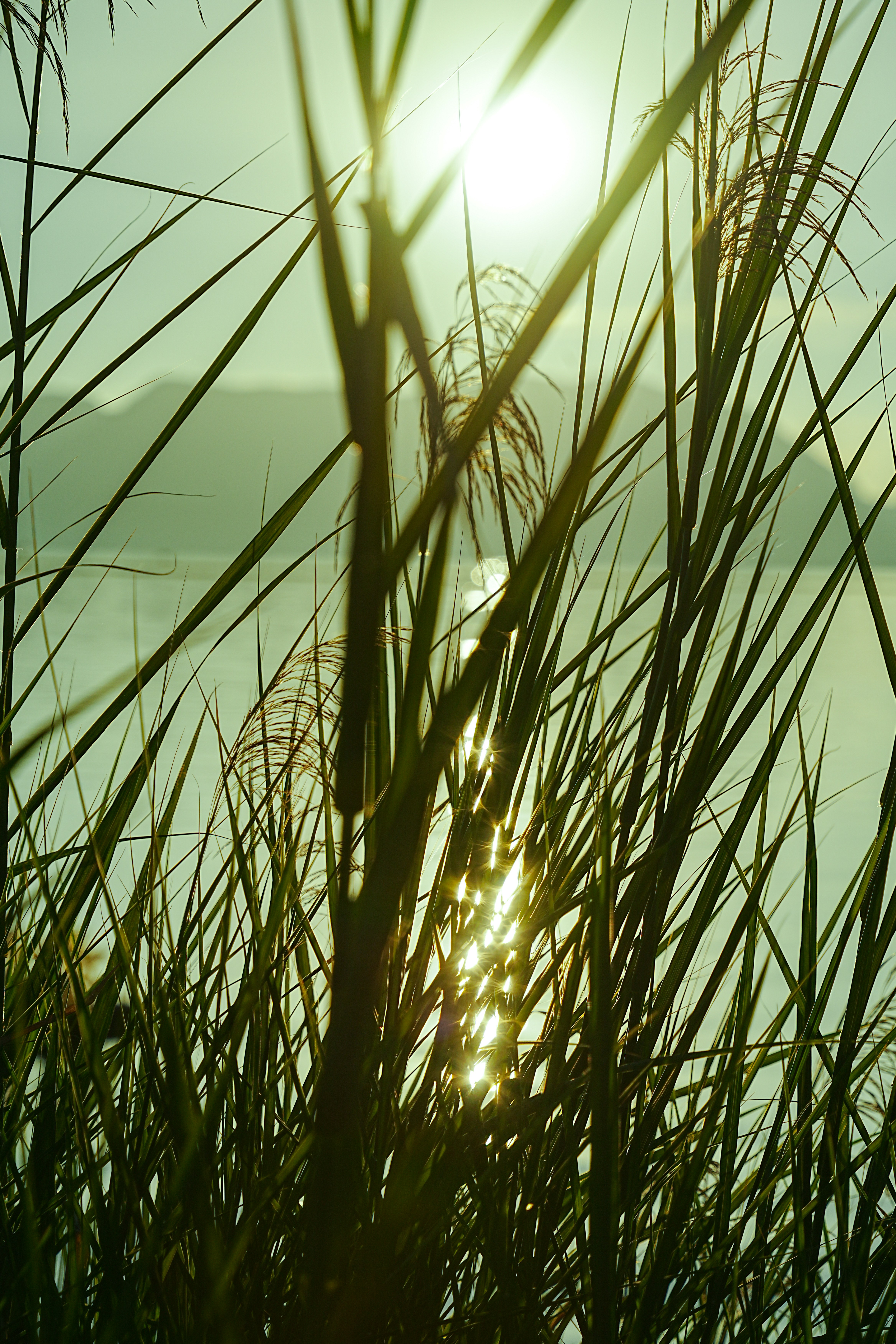 Whispers of Light Through the Reeds