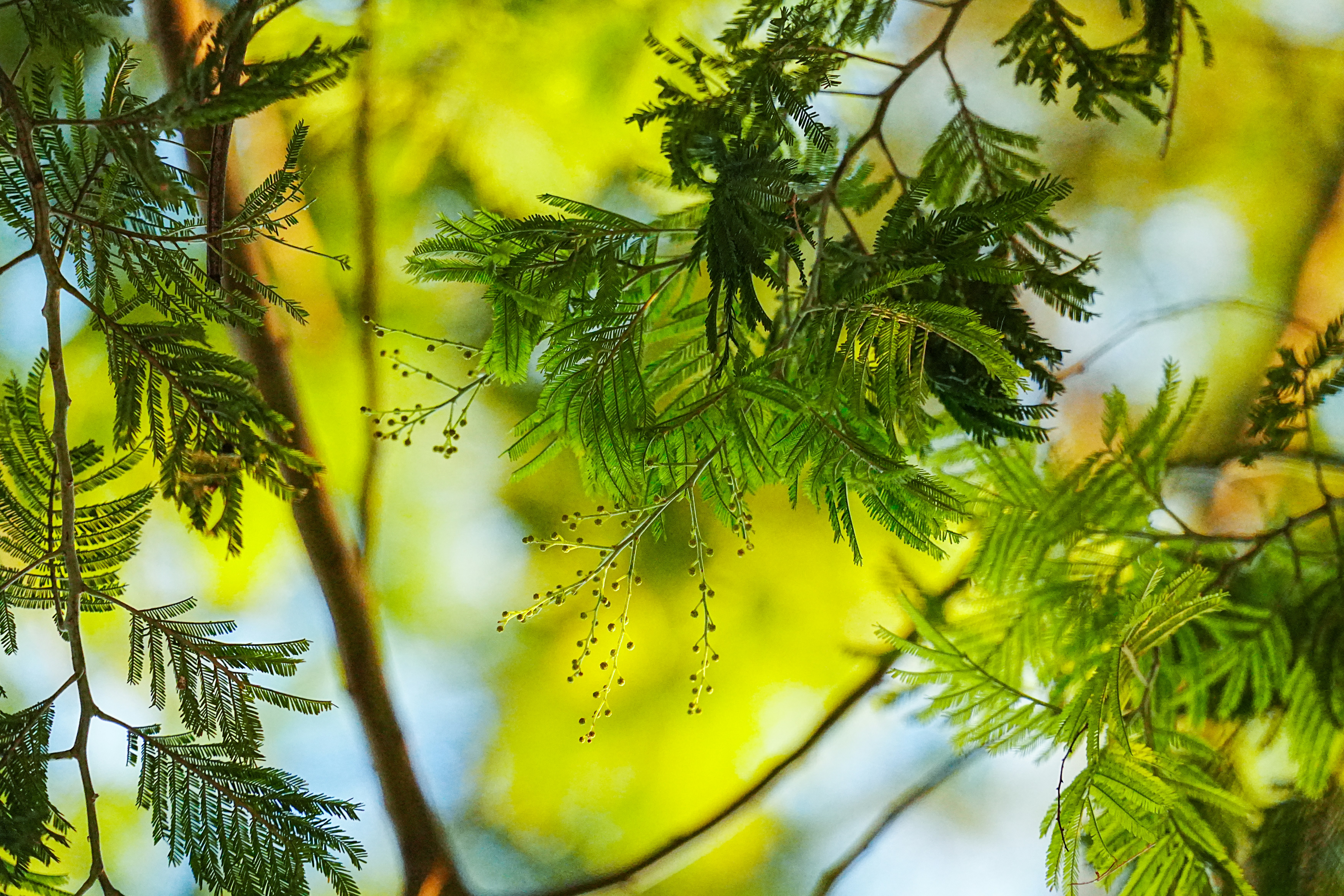 Close-up of vibrant green leaves interspersed with delicate flower buds, showcasing the intricate details of nature's design.