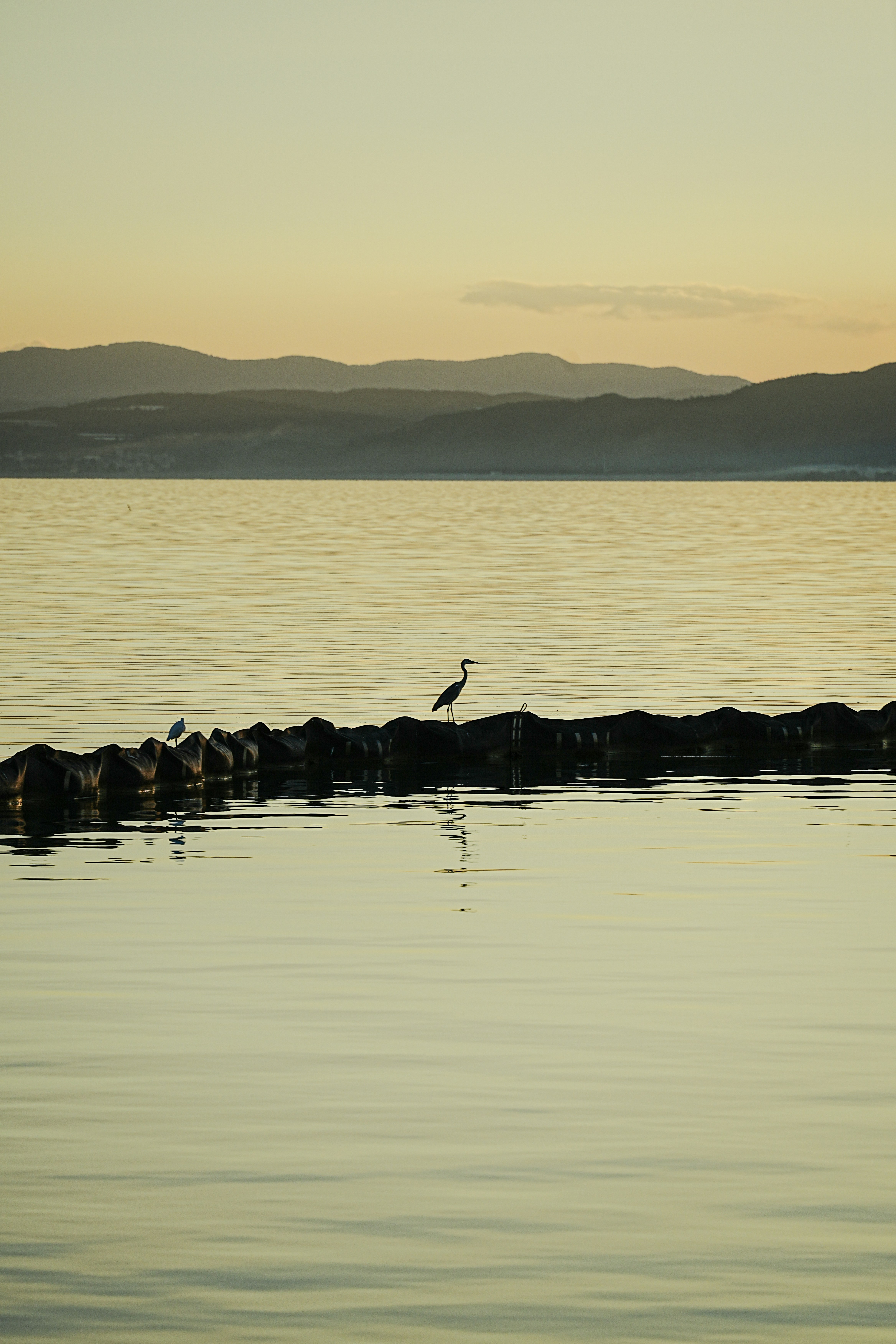 Solitary Elegance: A Heron's Evening Vigil