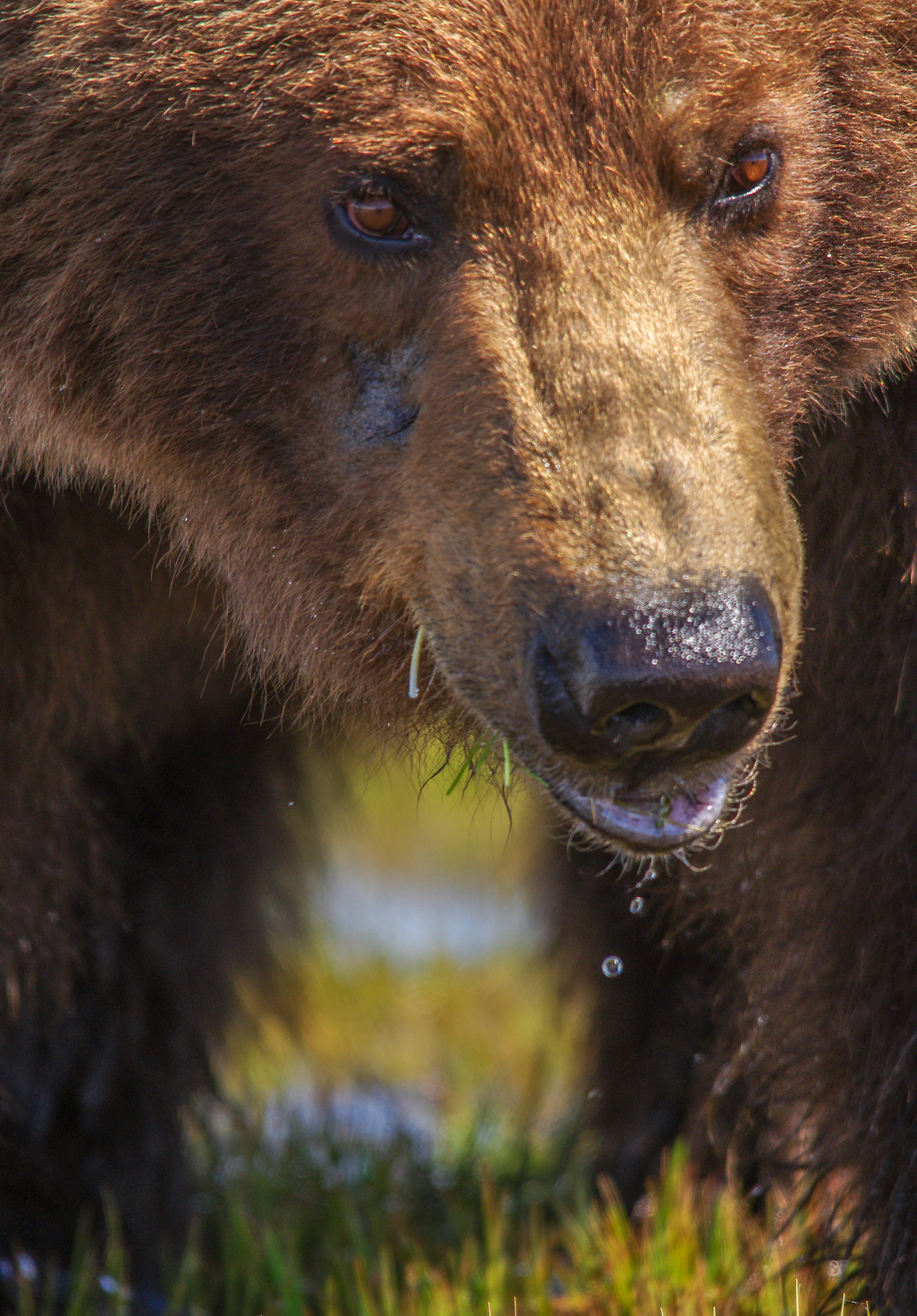 Close-up of a brown bear's face with water dripping.