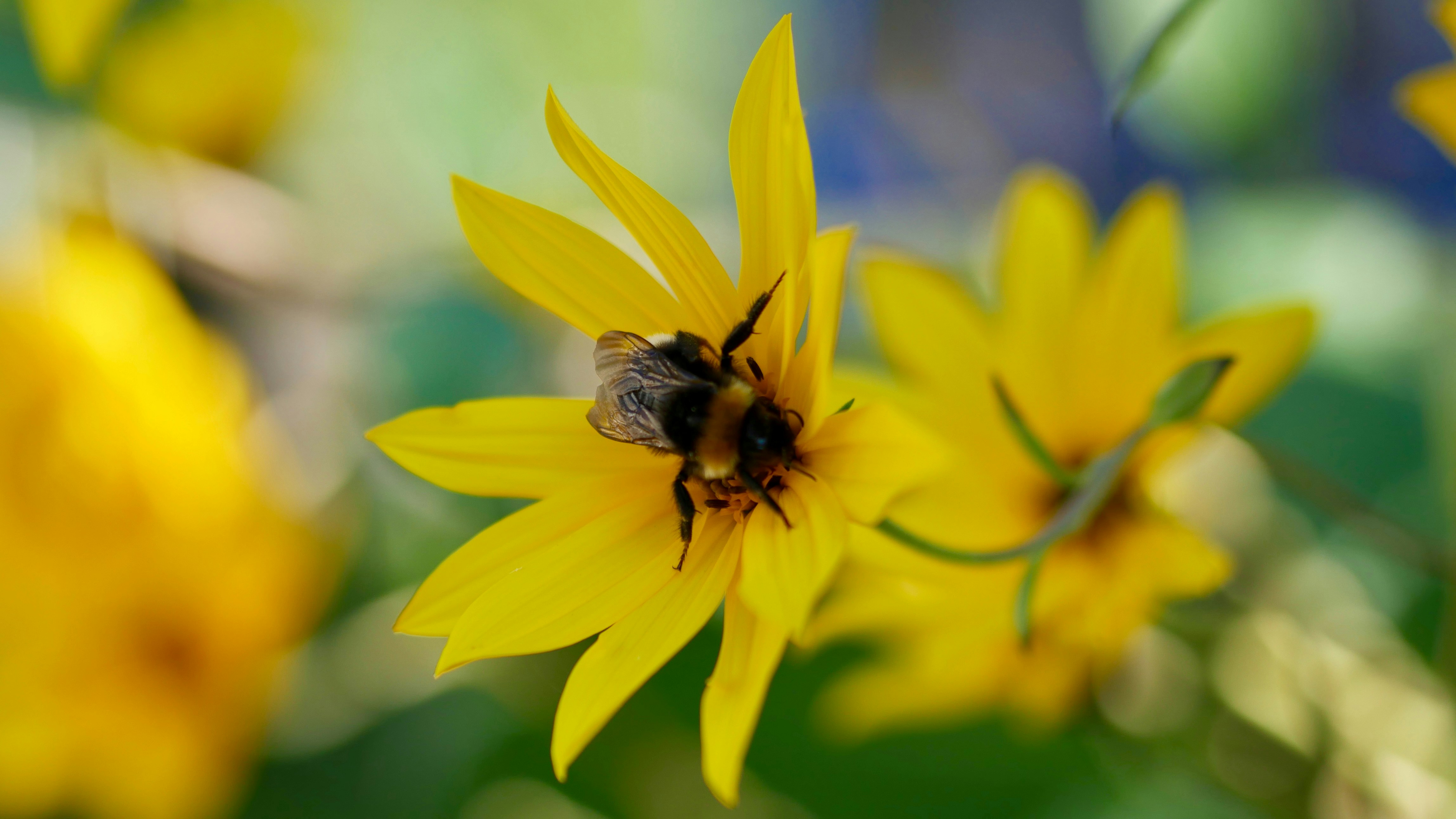 Nature's Busy Artisan: The Bumblebee at Work