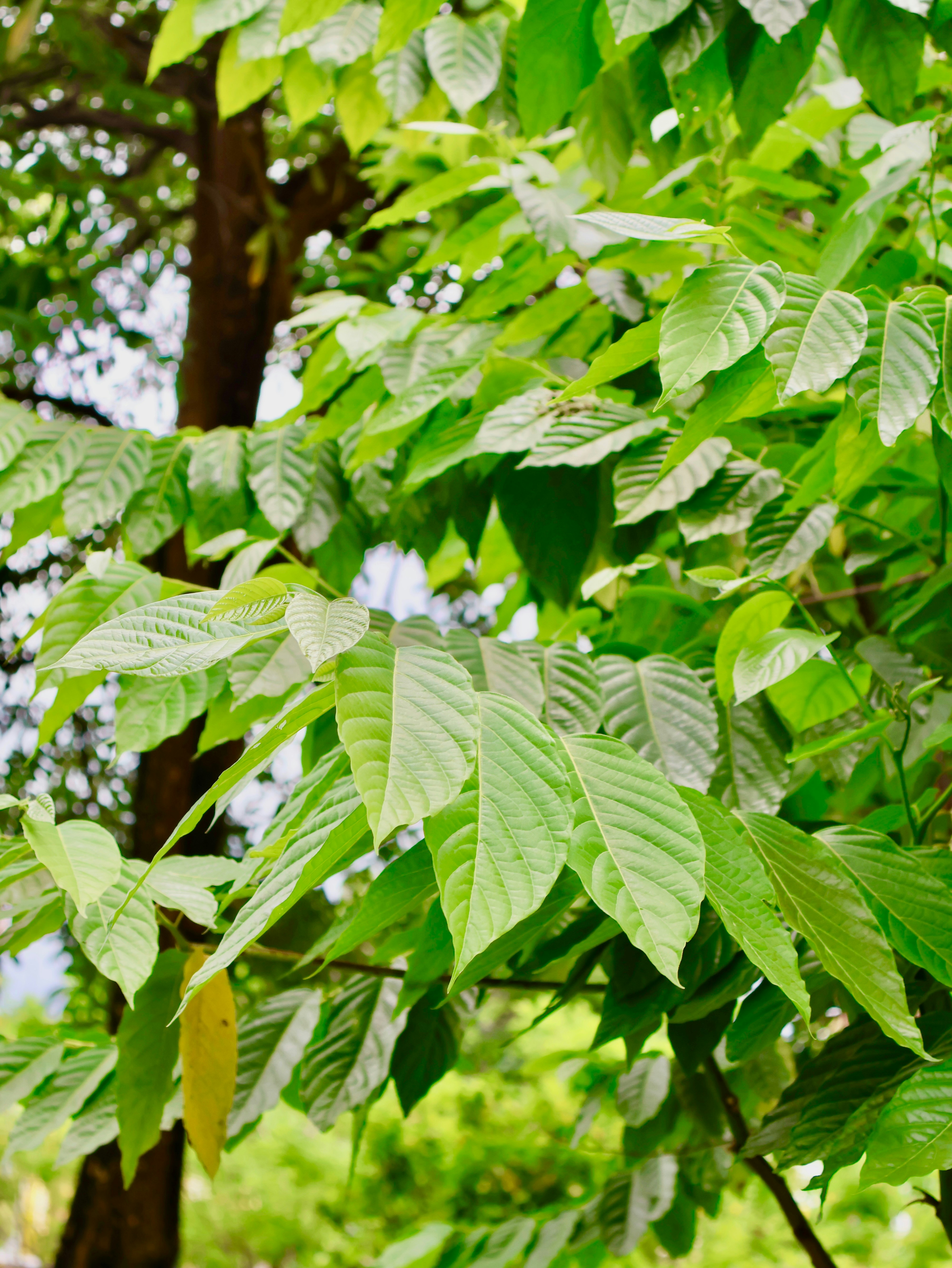 Verdant Canopy: Nature's Textured Tapestry