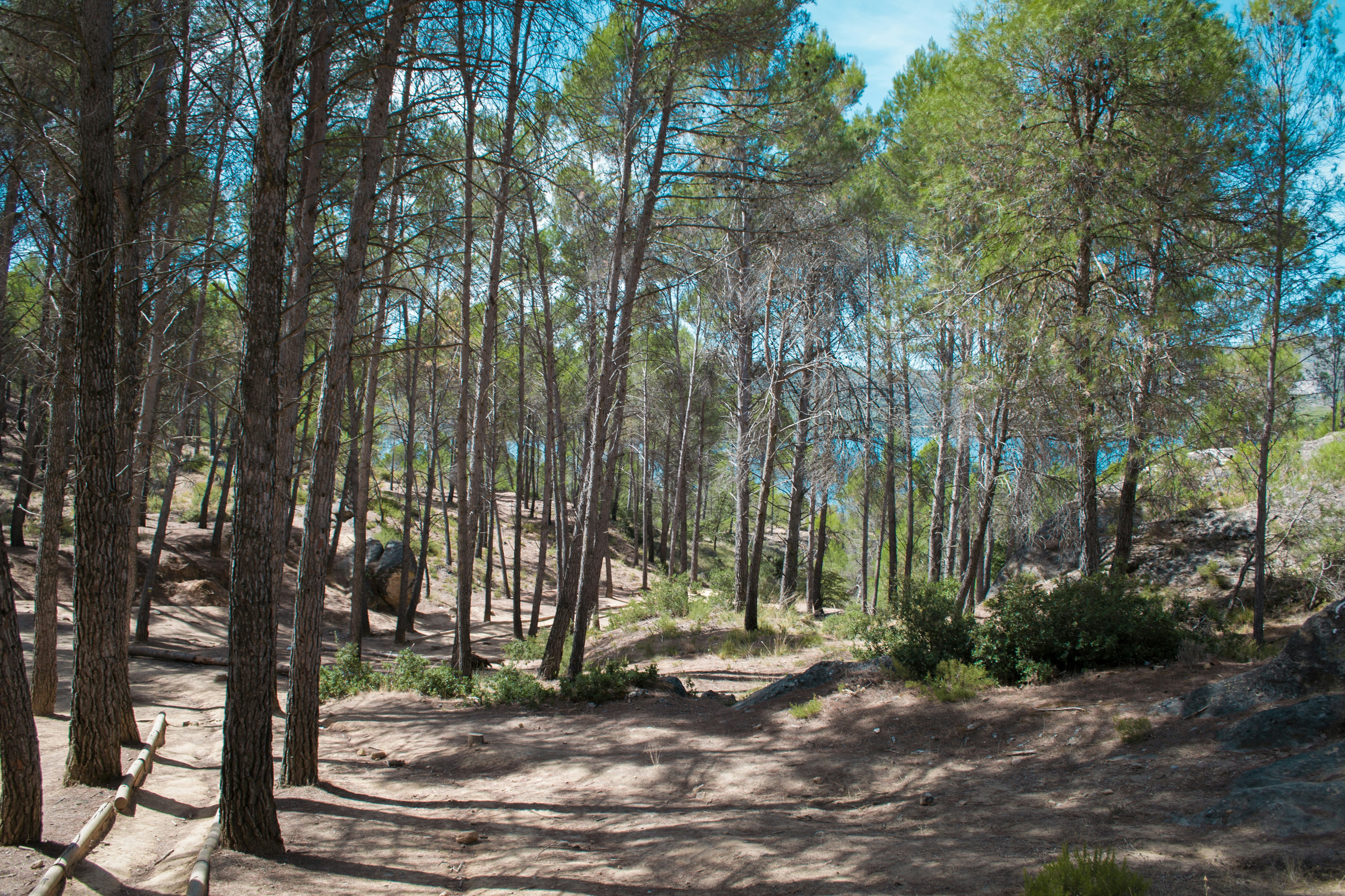 Whispers of the Pine Grove