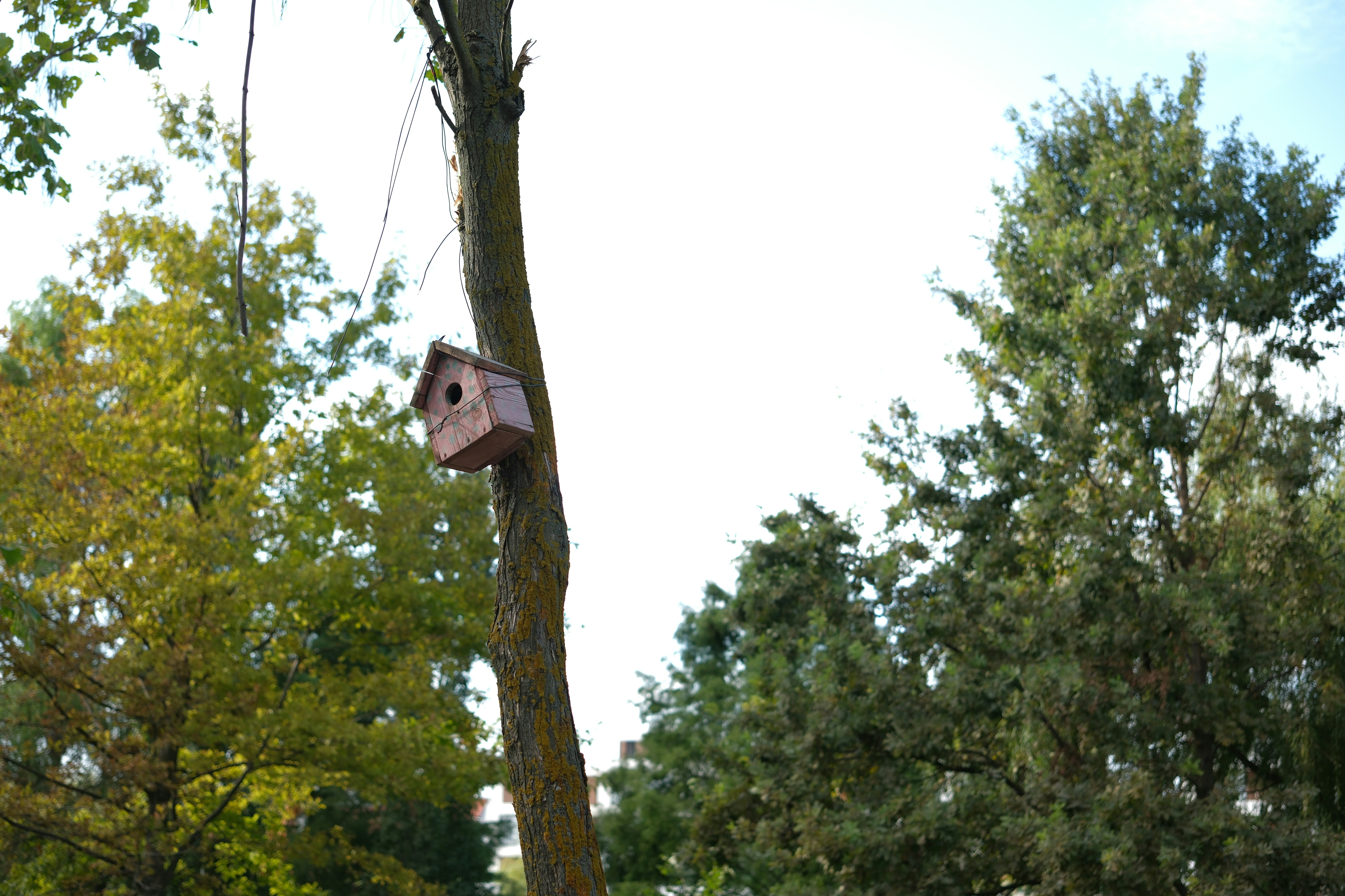 Nestled Haven: A Birdhouse in Nature's Embrace