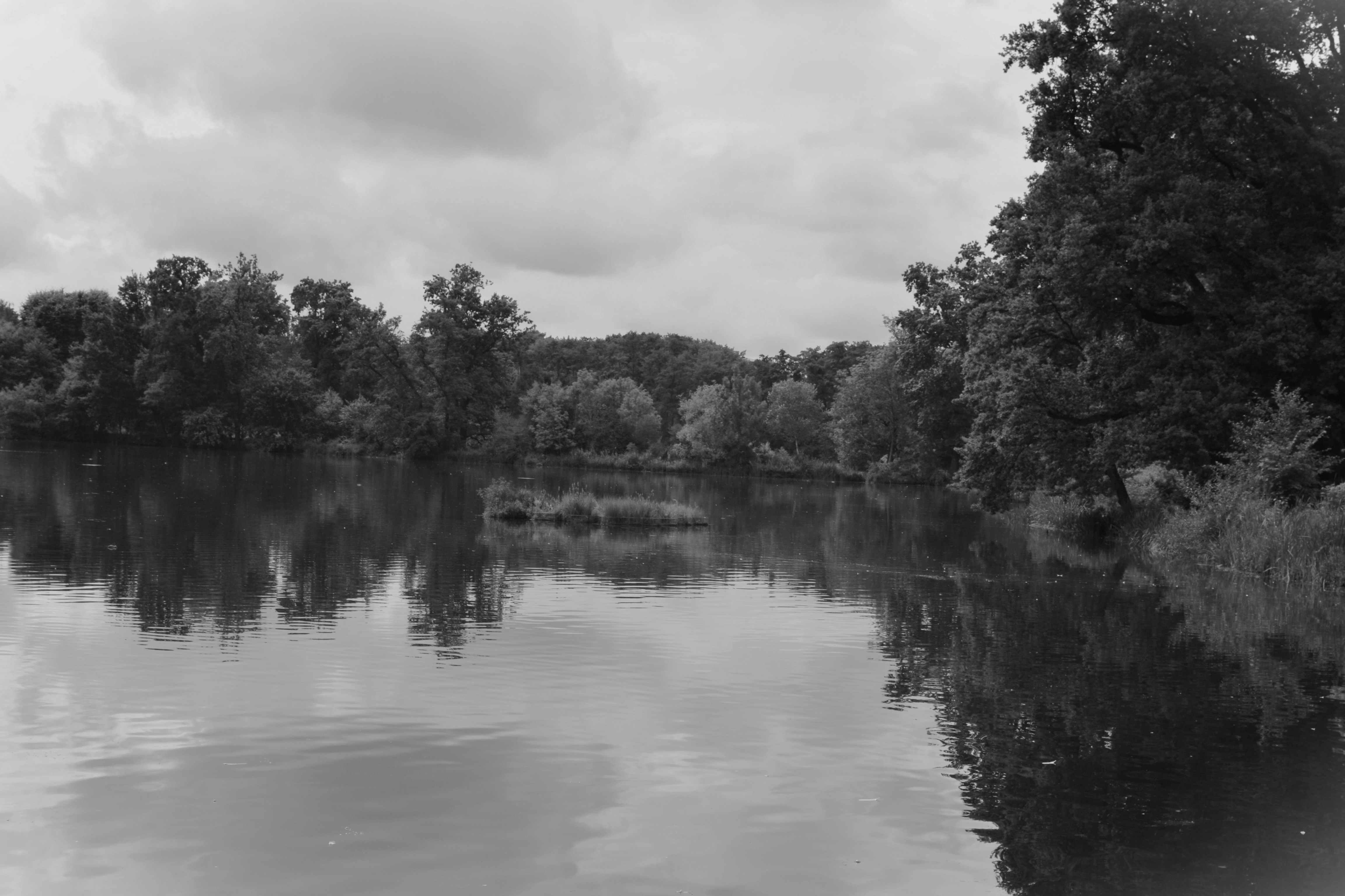 Serene black and white landscape featuring a calm lake surrounded by lush trees, capturing the stillness of nature.