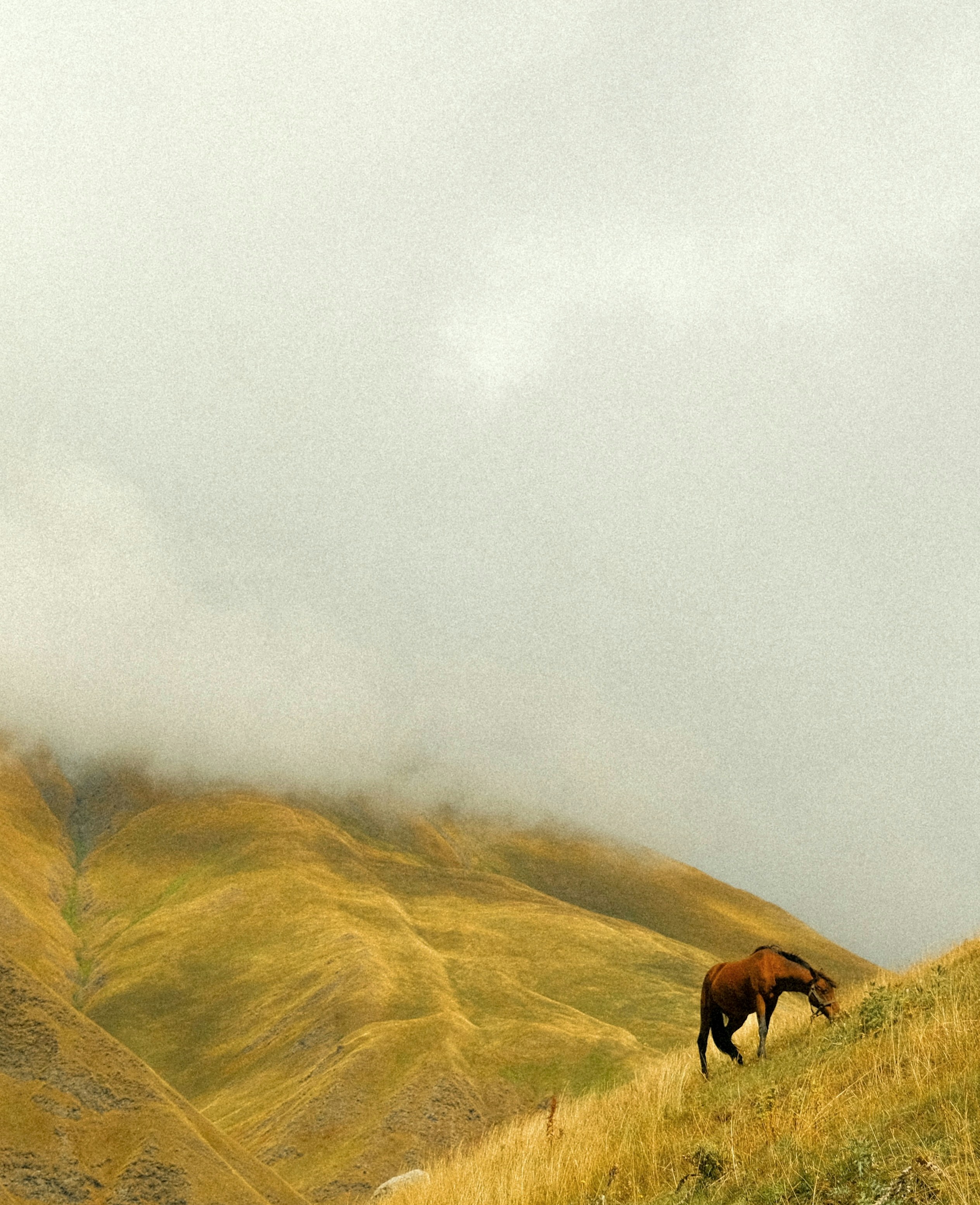 Whispers of the Highlands: A Serene Encounter