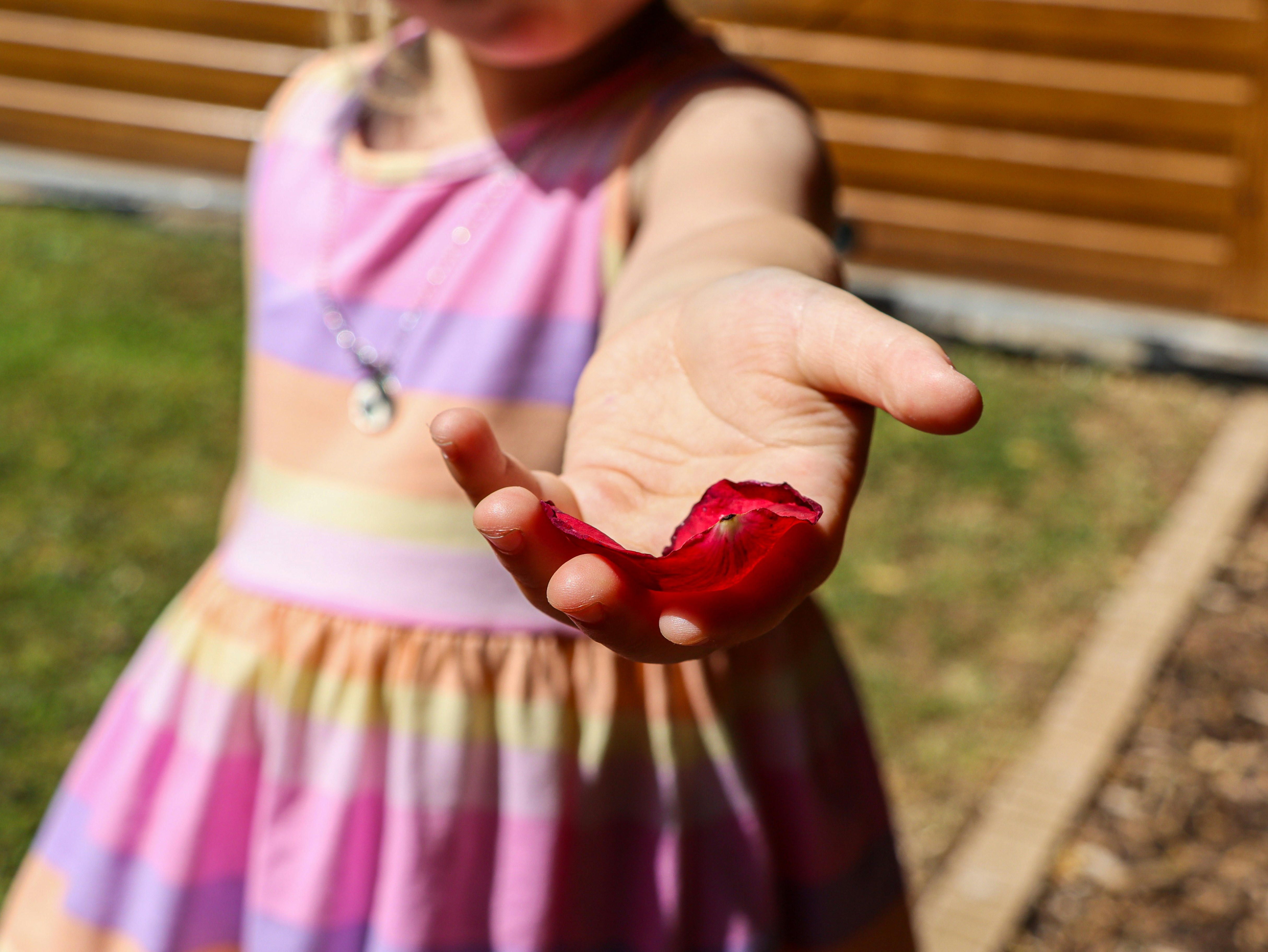 Girl holding flower petal in her hand | A child offers a red flower petal in their hand.